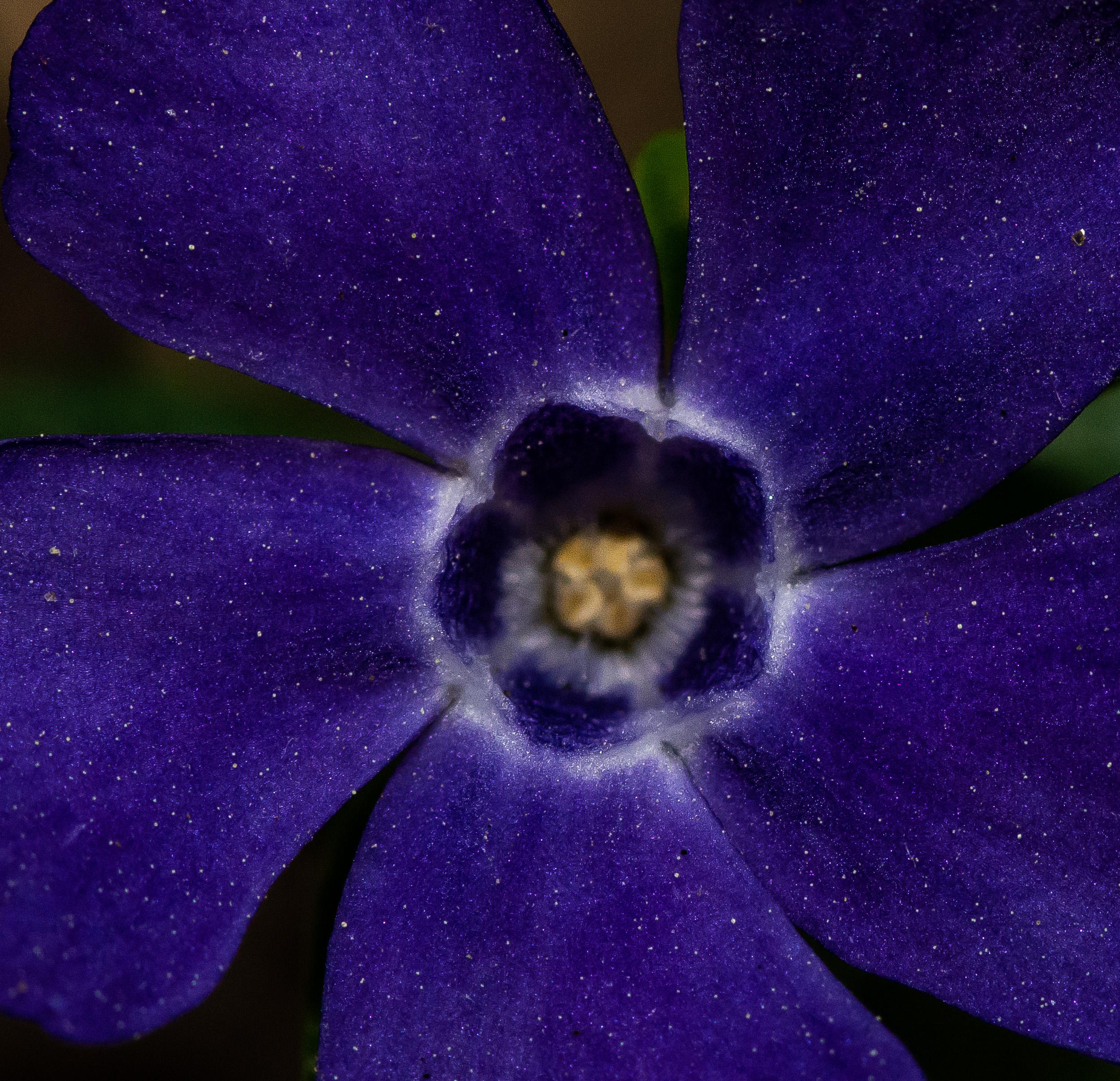 ITAP of a dirty flower | Scrolller