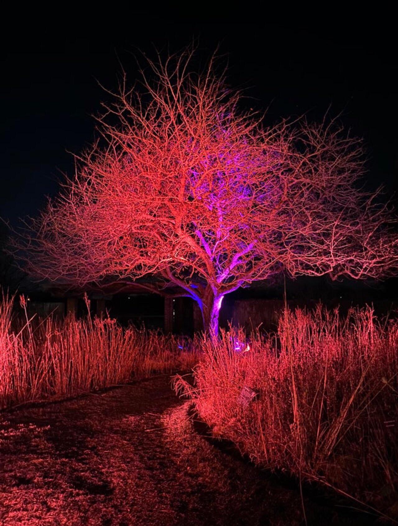 ITAP of a glowing Tree | Scrolller