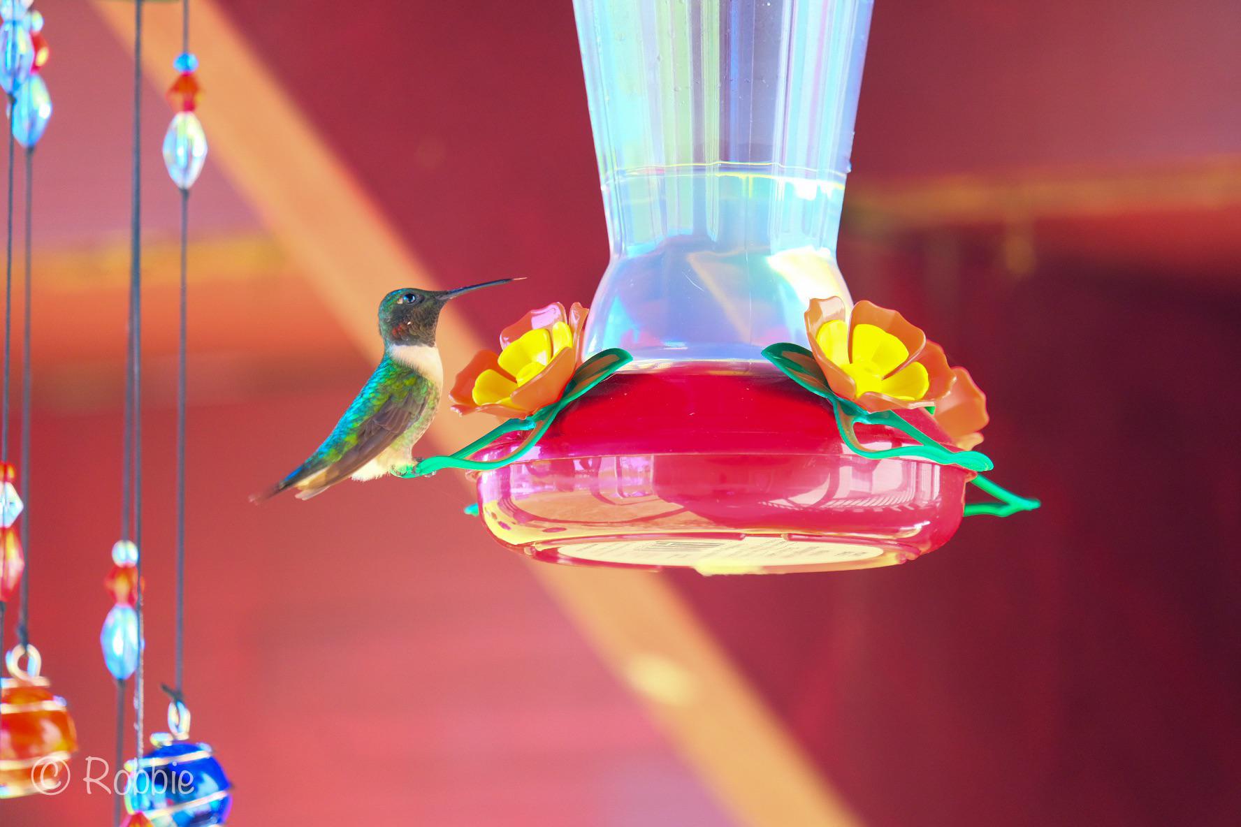 ITAP of a hummingbird having a drink. | Scrolller