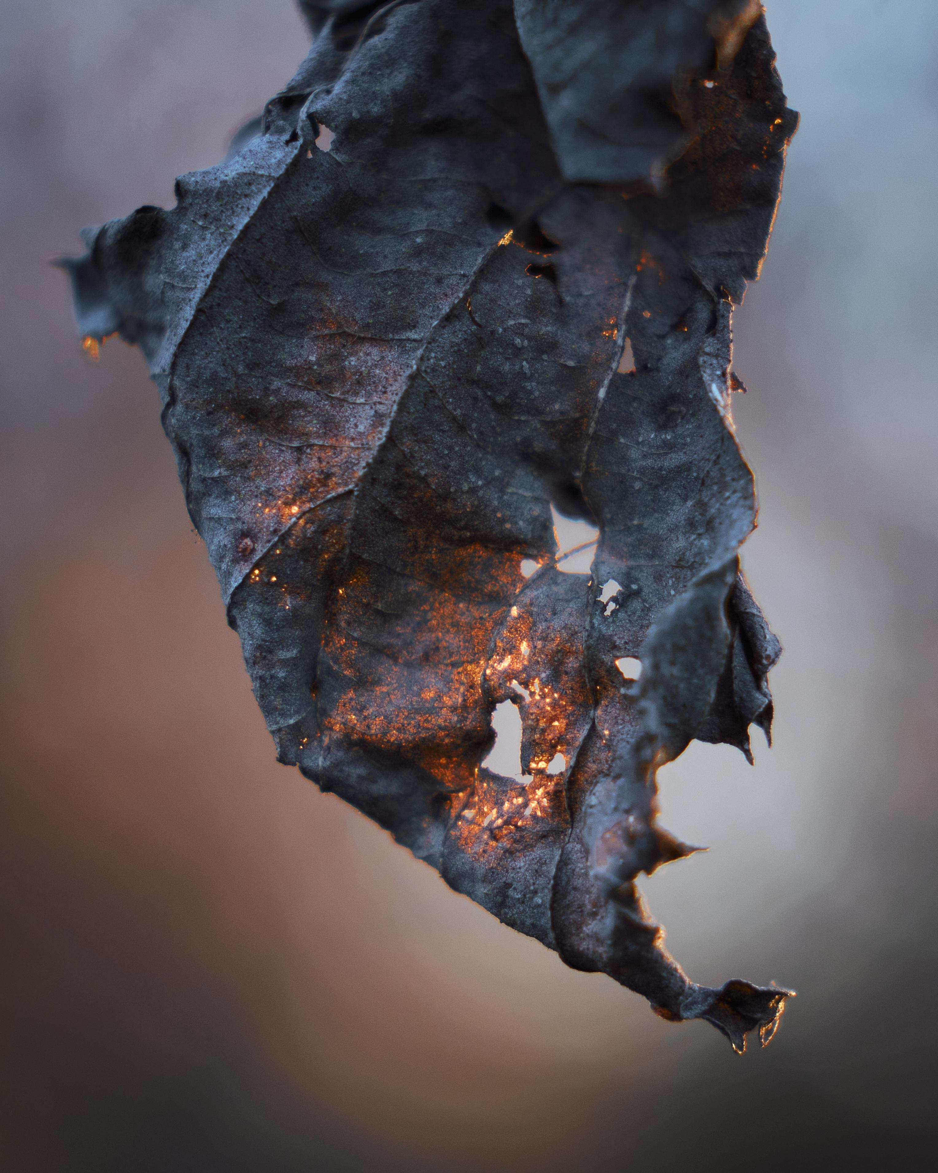 ITAP of a leaf | Scrolller