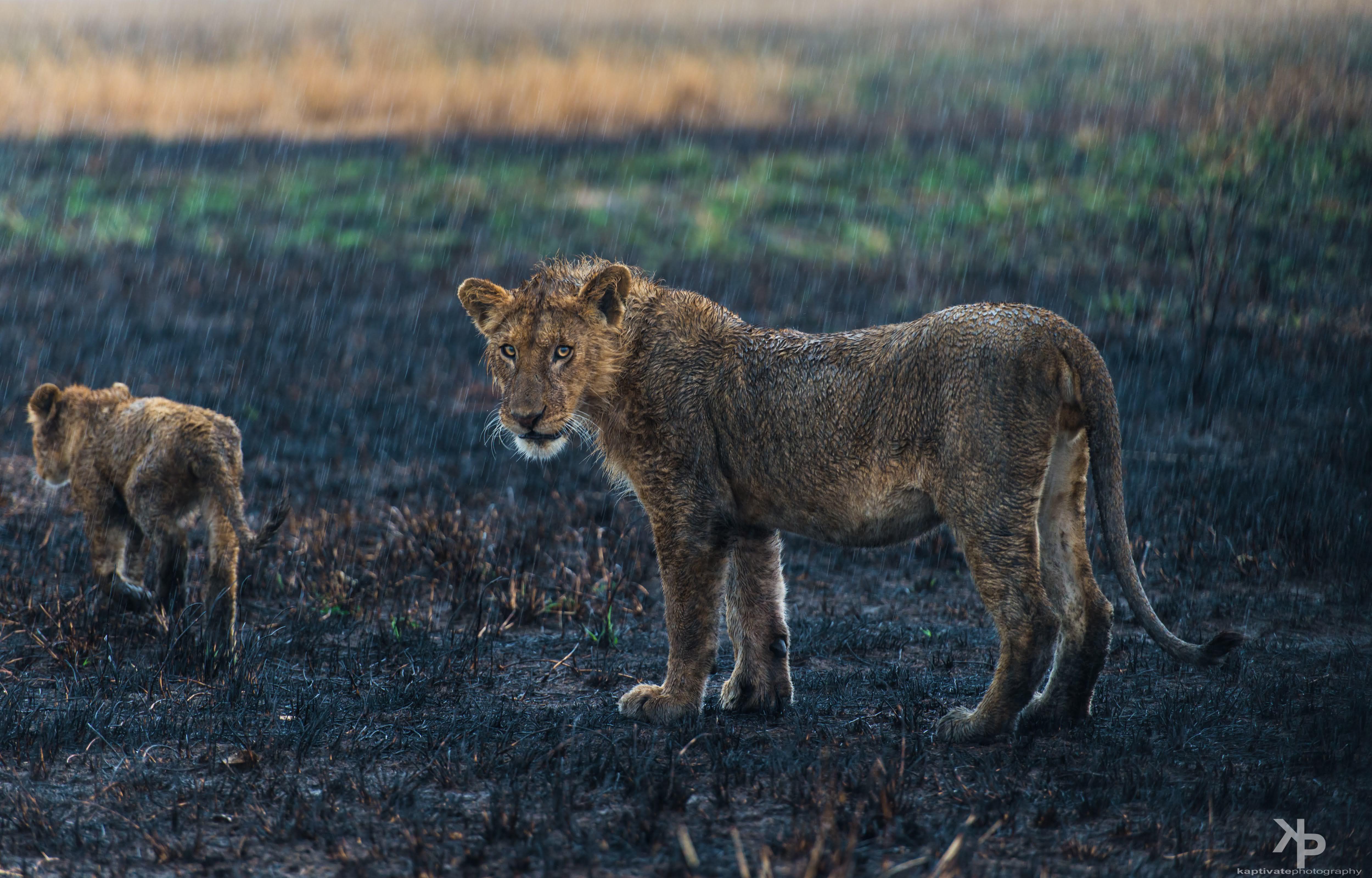 ITAP of a Lioness and her cub on a rainy day at Serengeti | Scrolller