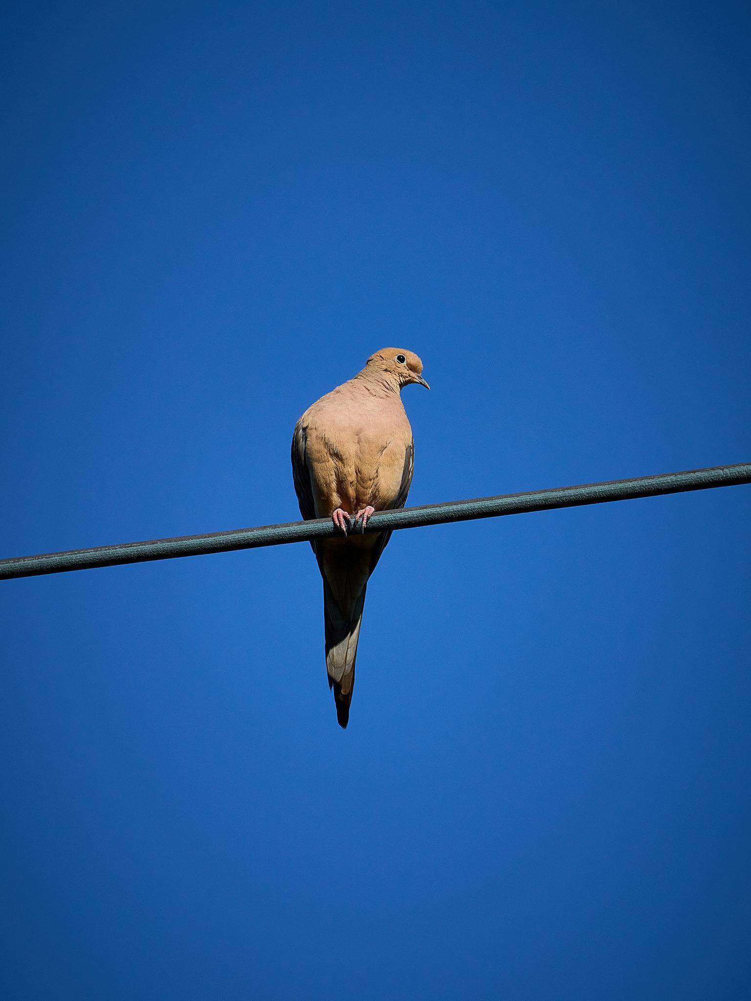 ITAP of a mourning dove | Scrolller