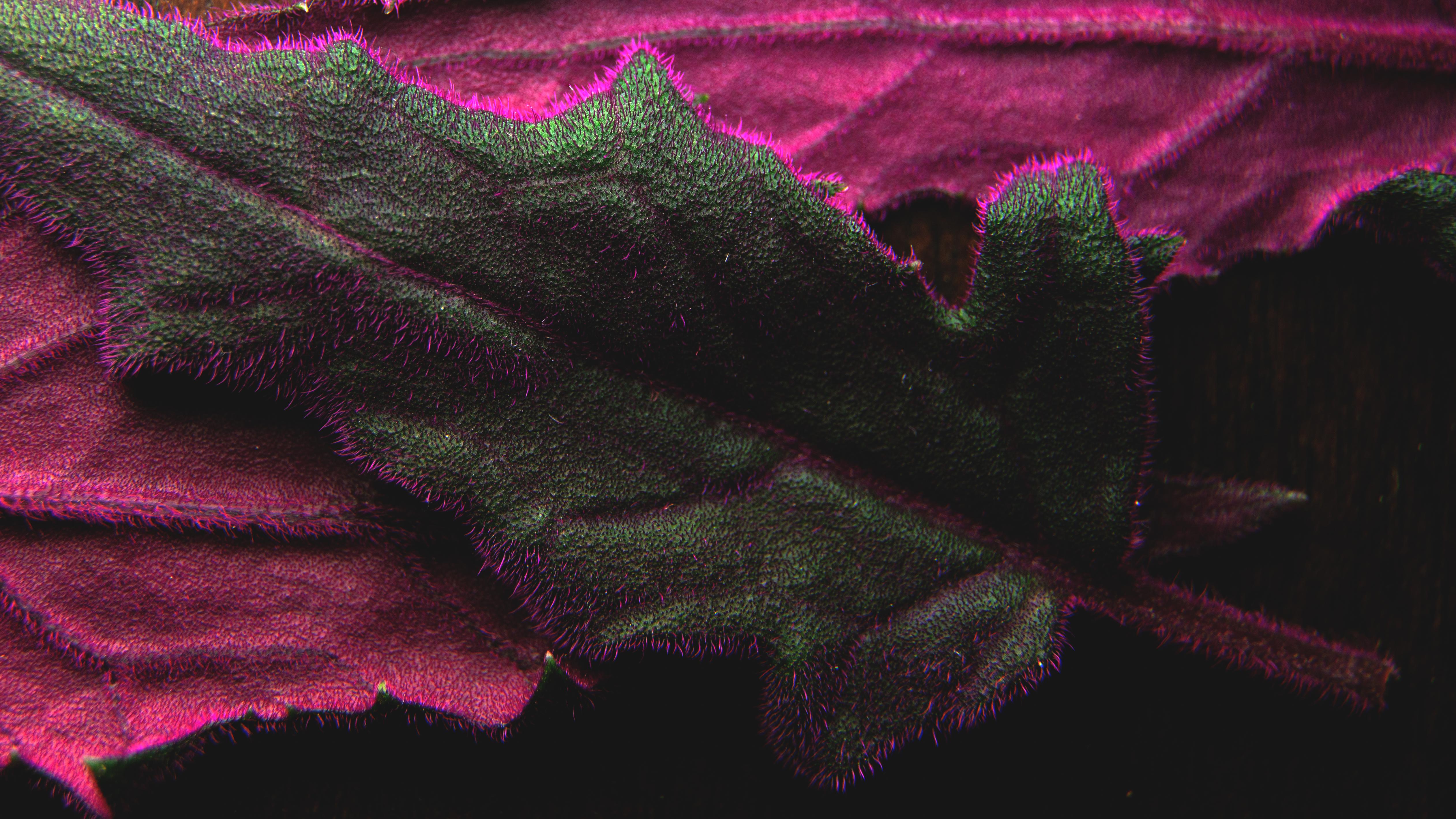 ITAP of a Purple Passion Leaf | Scrolller