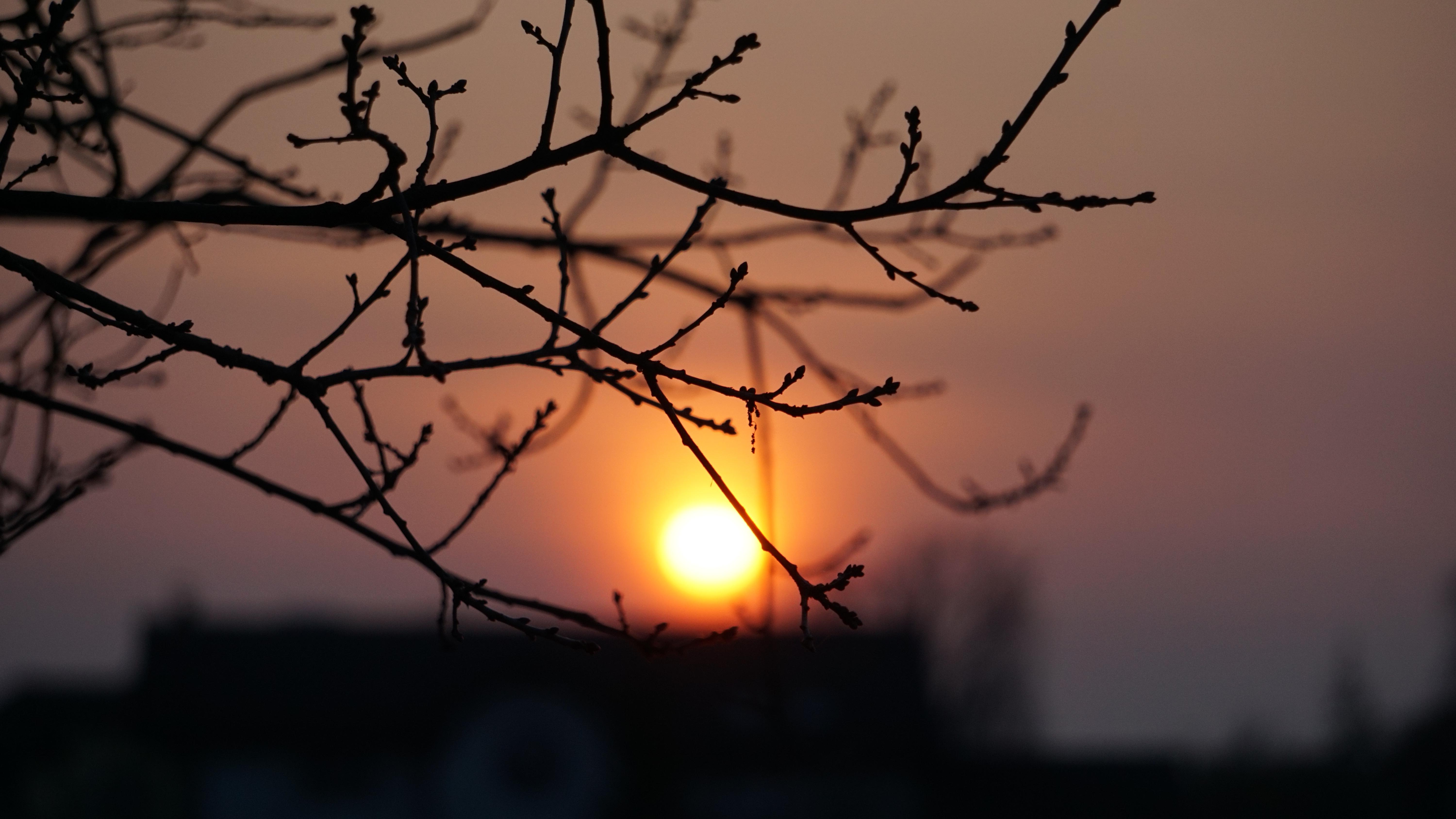 ITAP of a red sunset trough branches | Scrolller