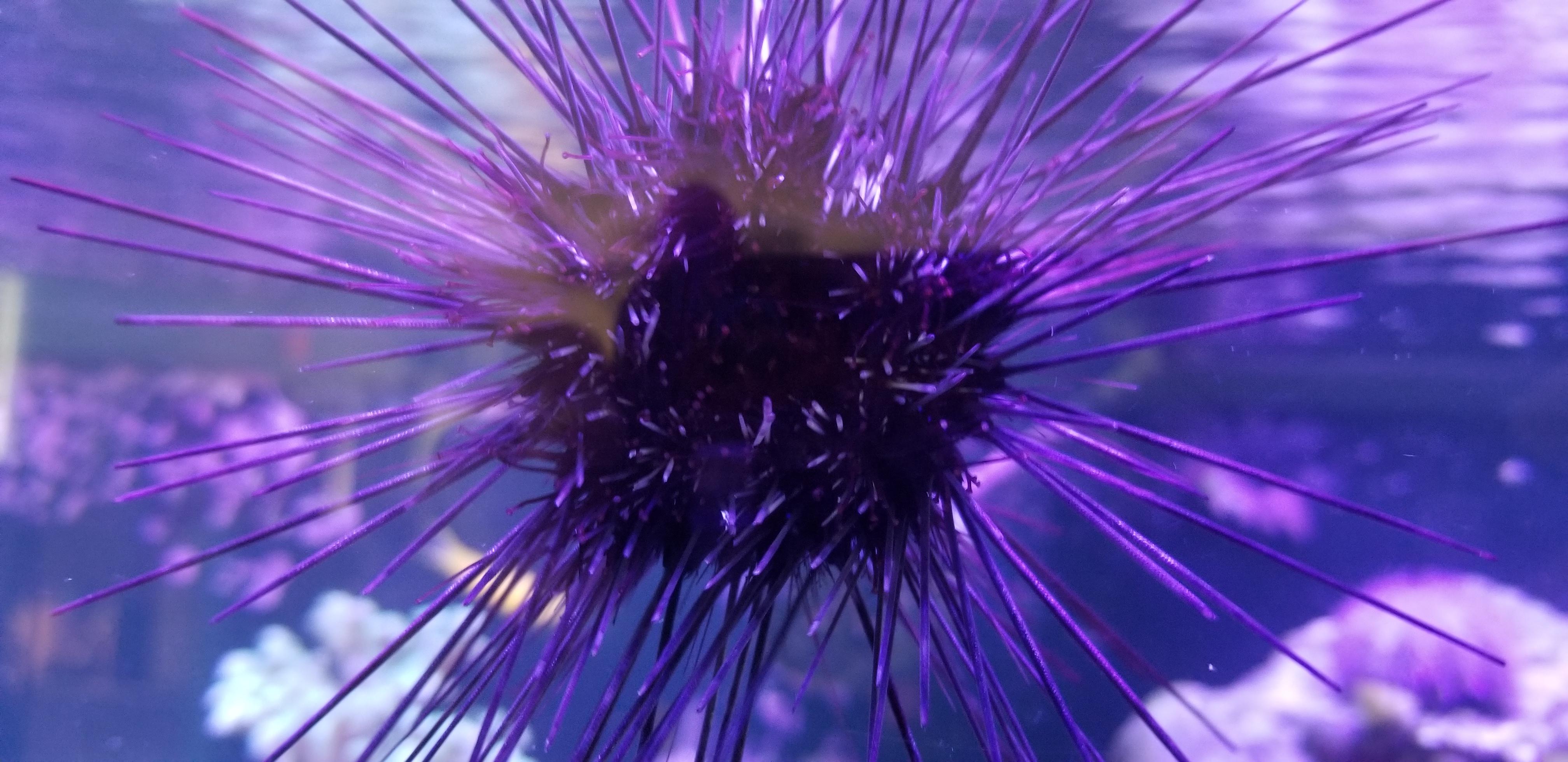 ITAP of a sea urchin. | Scrolller
