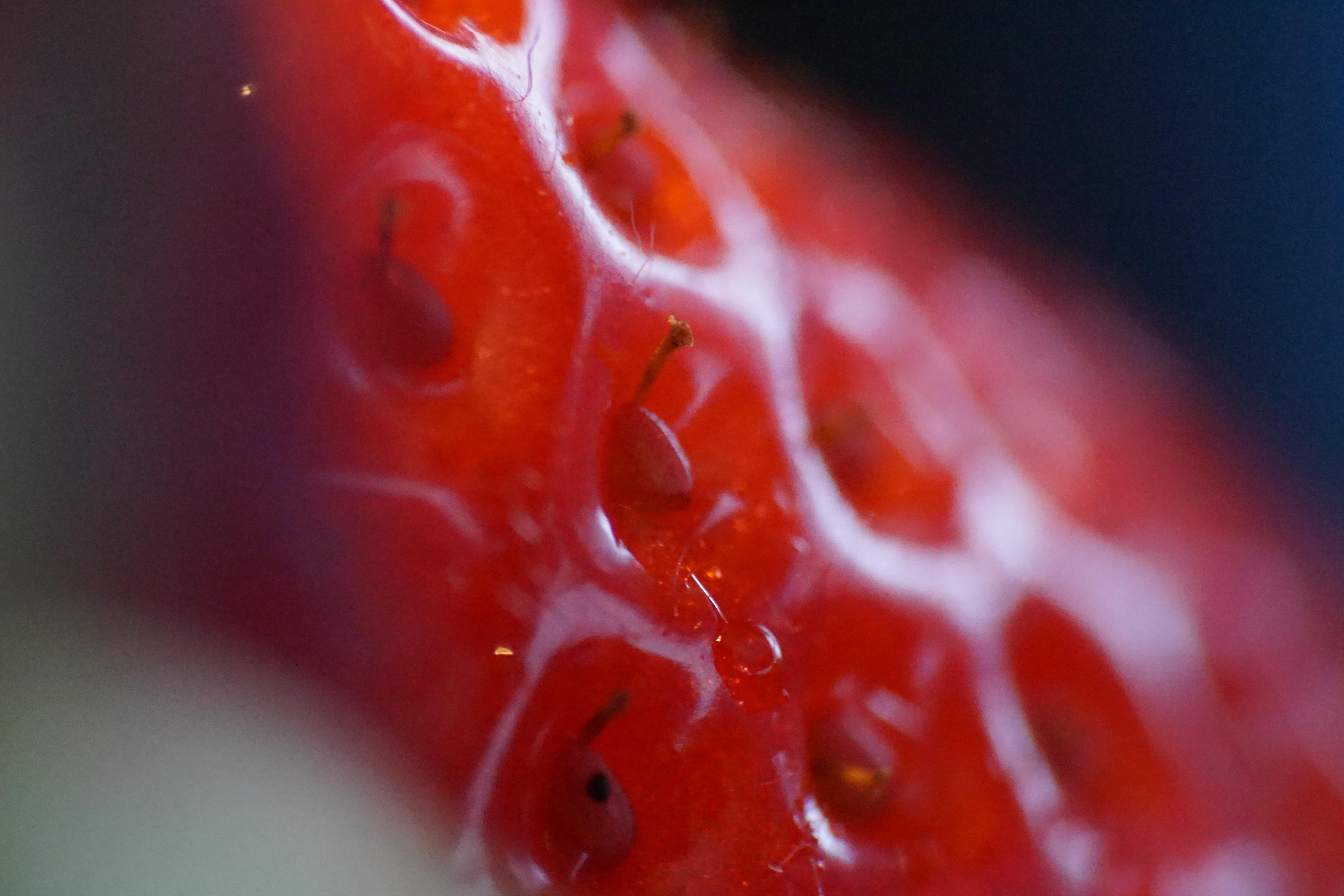 ITAP of a strawberry | Scrolller