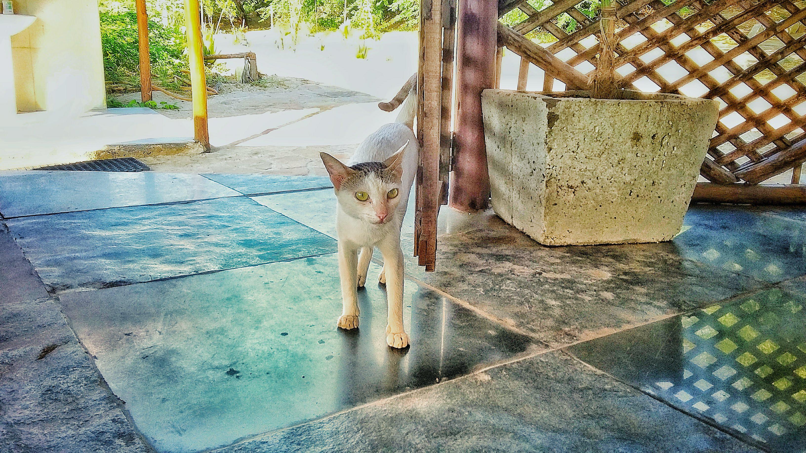 ITAP of a stray cat | Scrolller