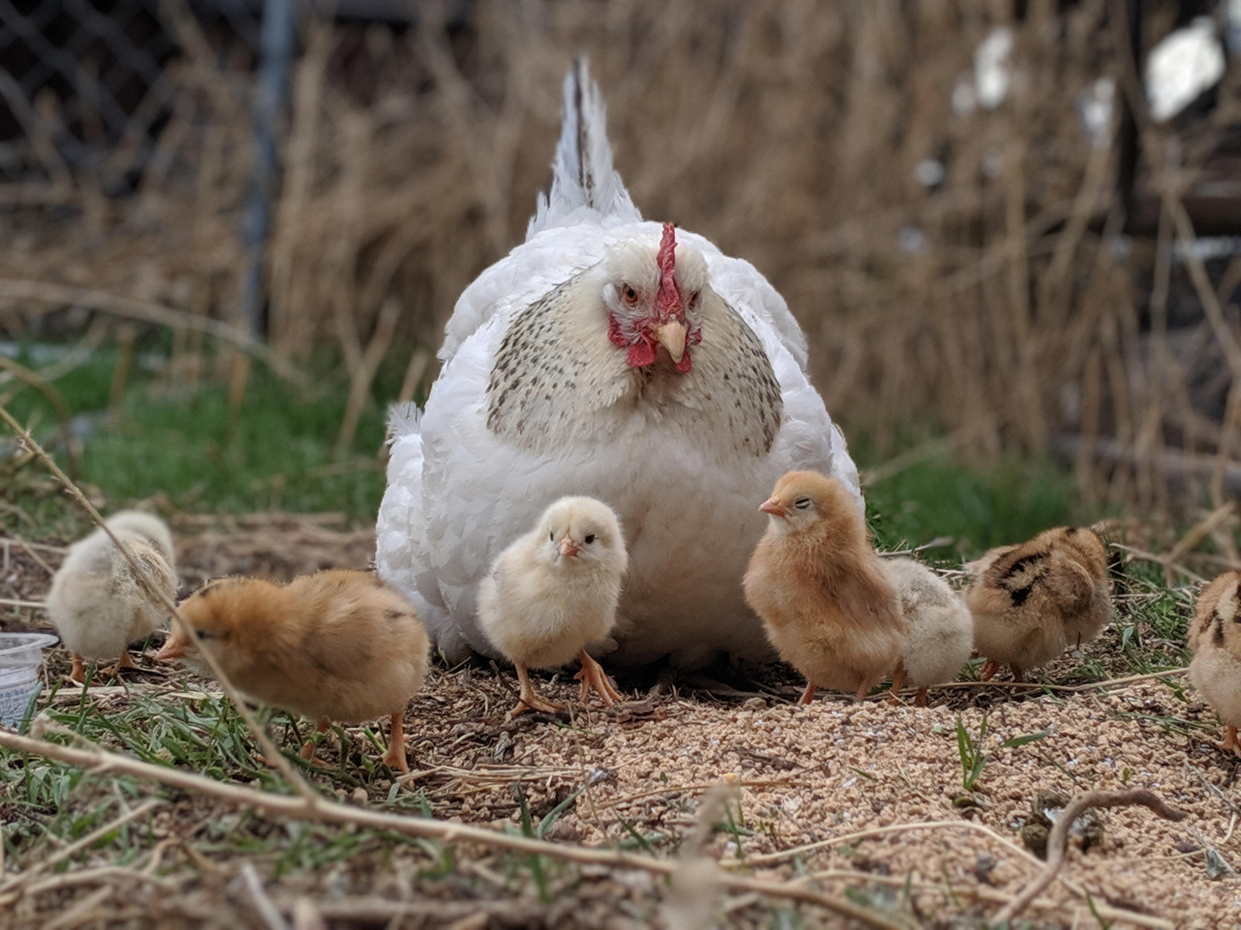 ITAP of Chickens | Scrolller