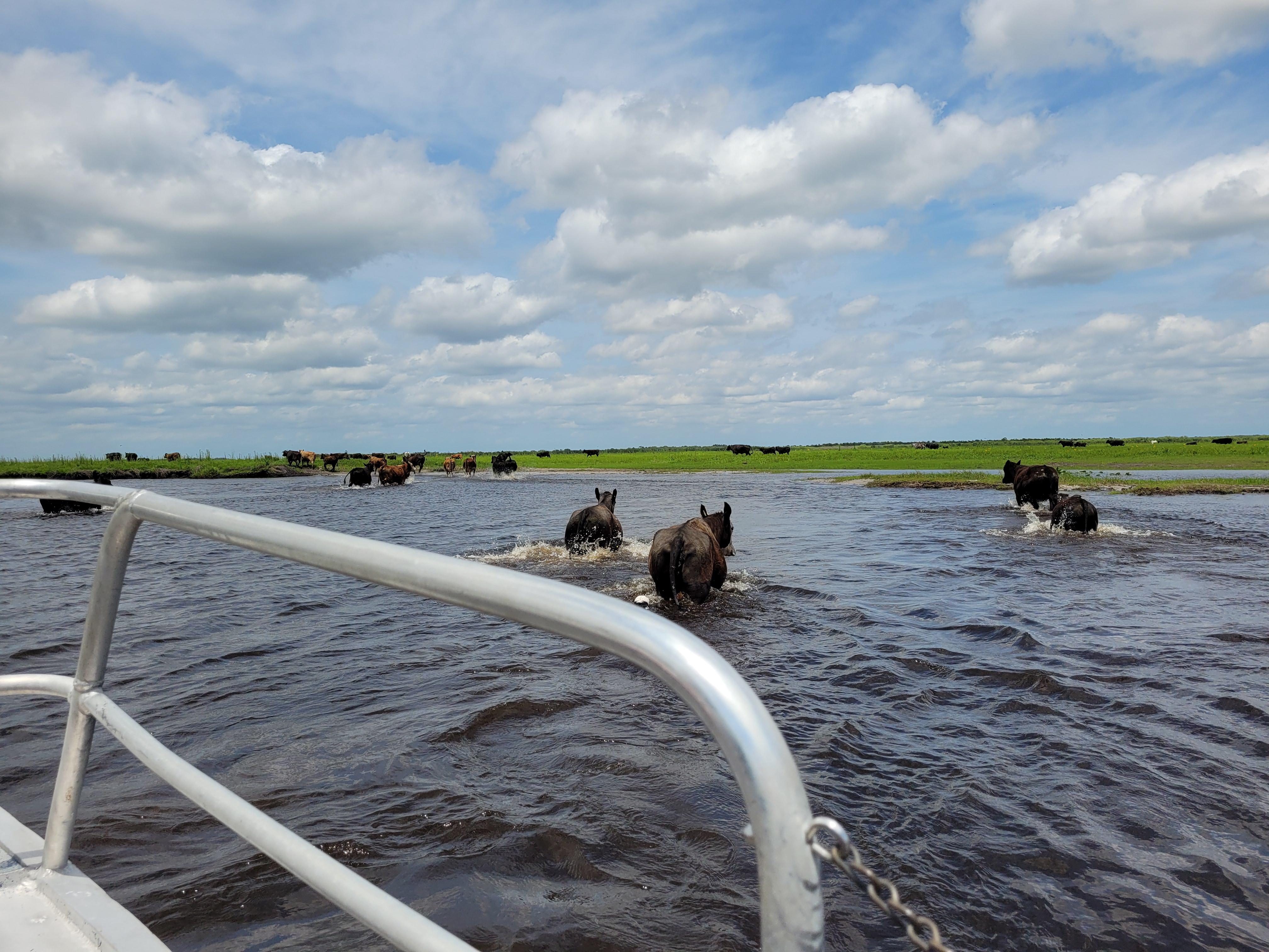ITAP of cows in the swamp | Scrolller
