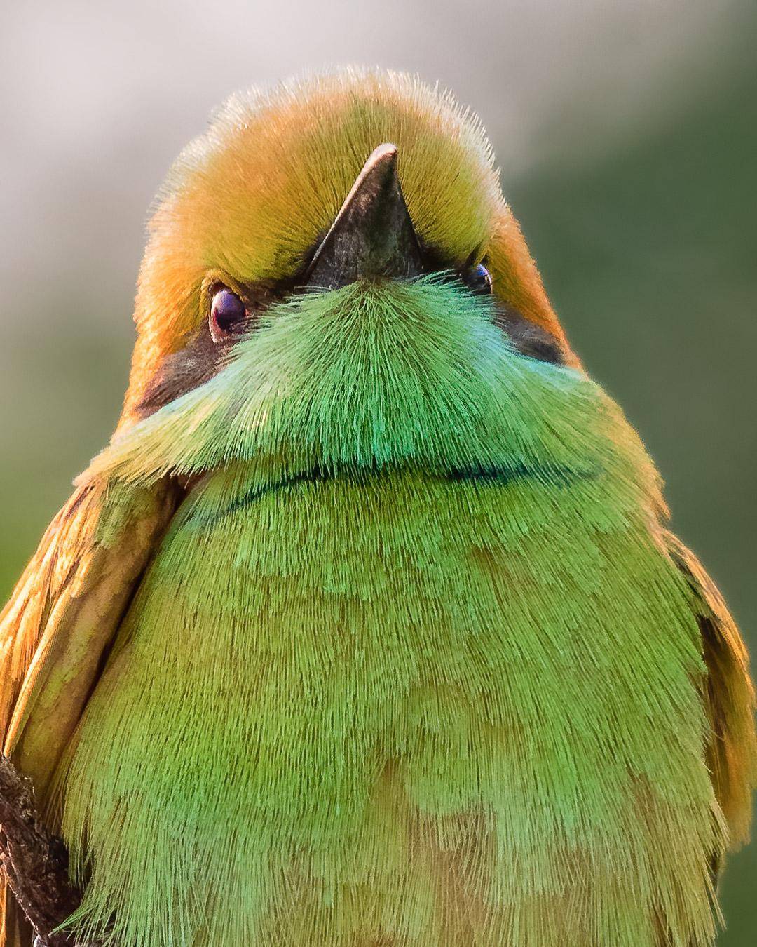 Green bee-eater | Scrolller