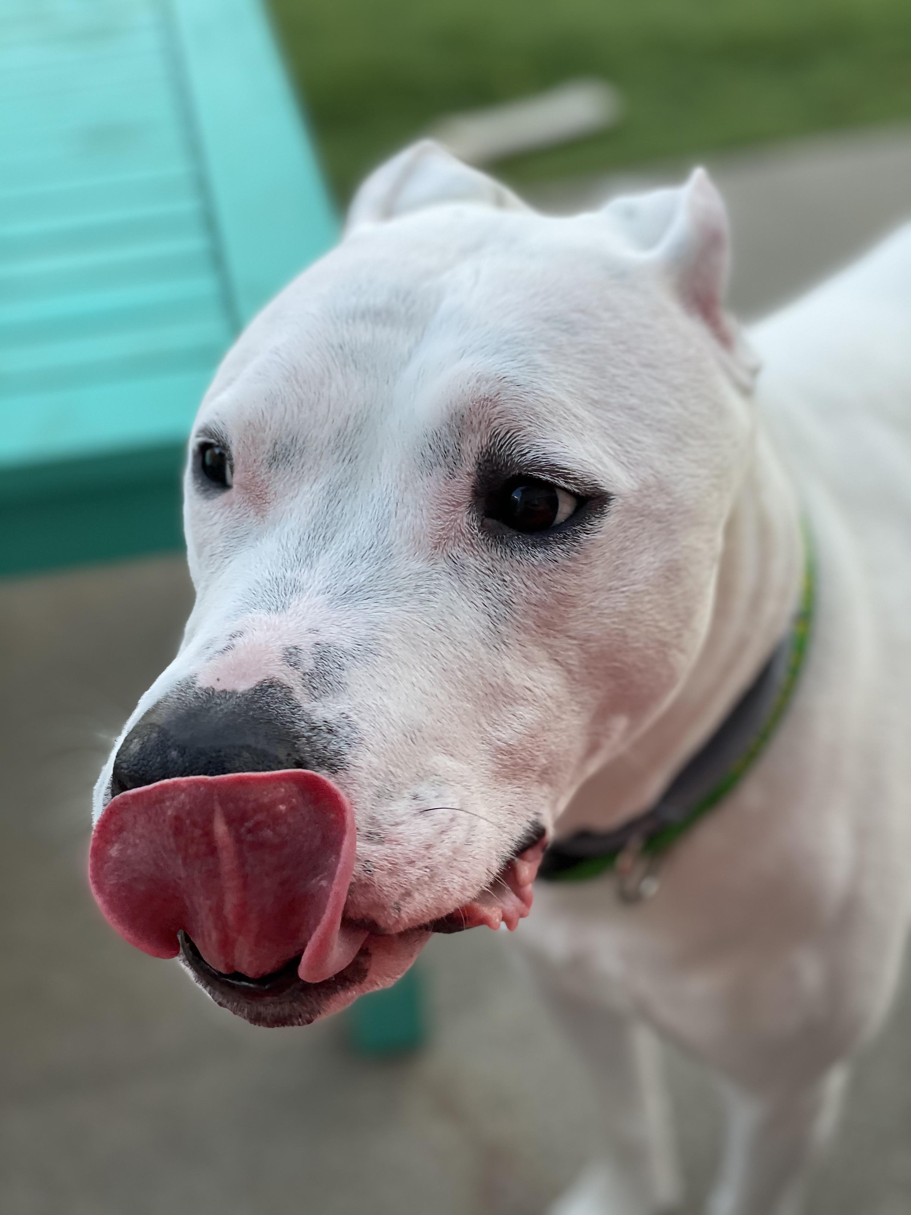 ITAP of my dog | Scrolller