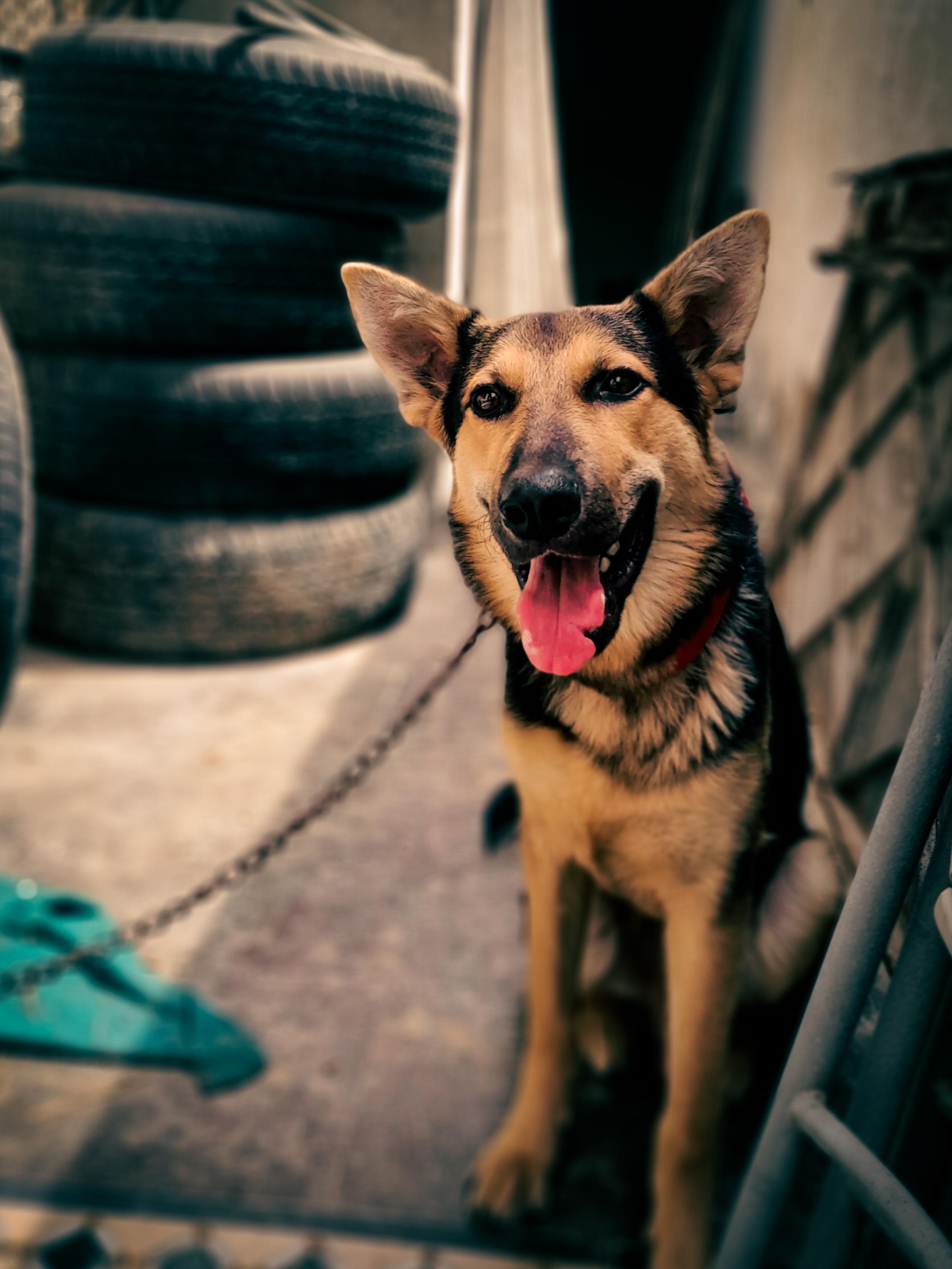 ITAP of my friends German Shepherd | Scrolller
