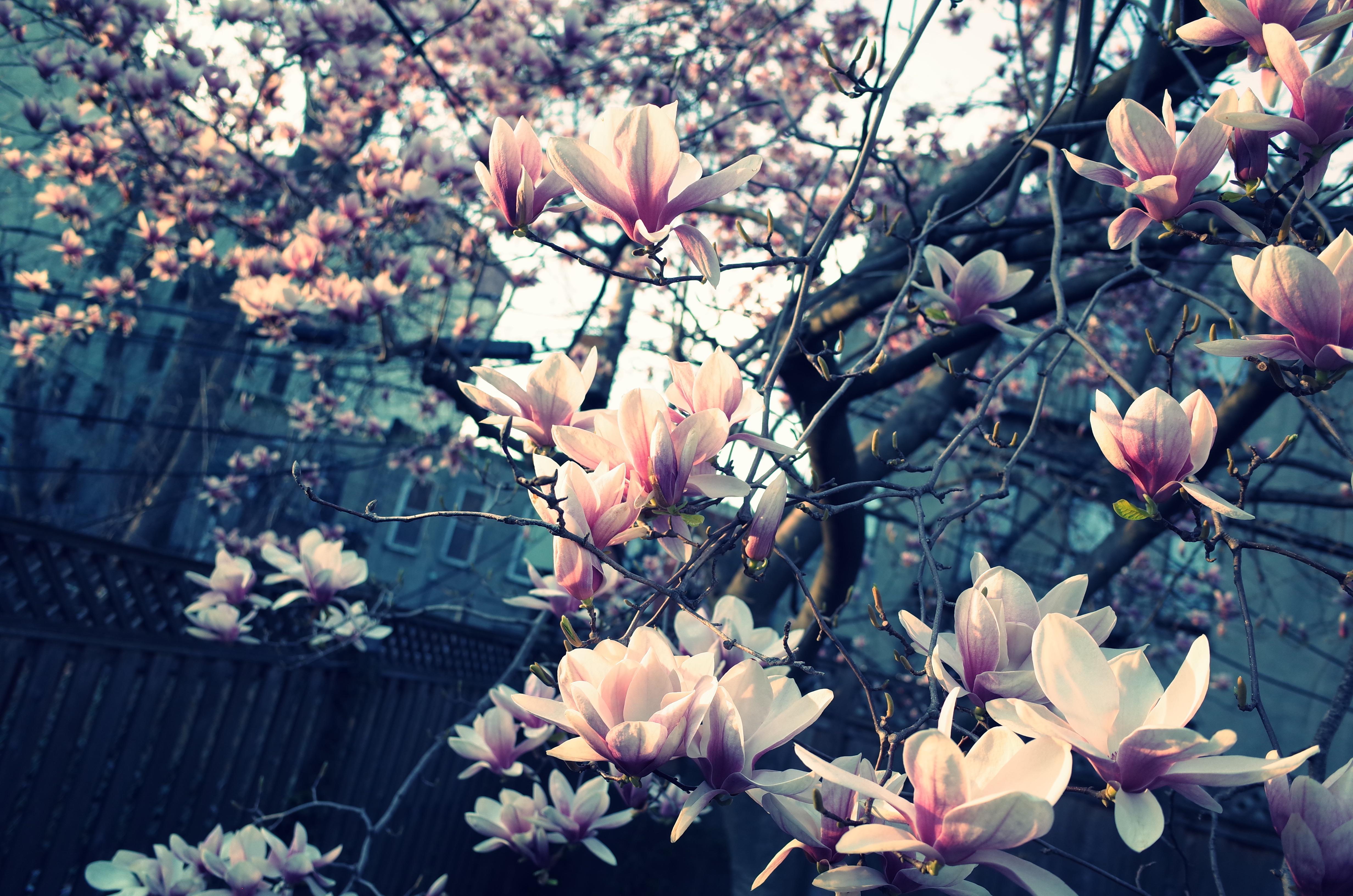 ITAP of my magnolia tree in my backyard in Brooklyn | Scrolller