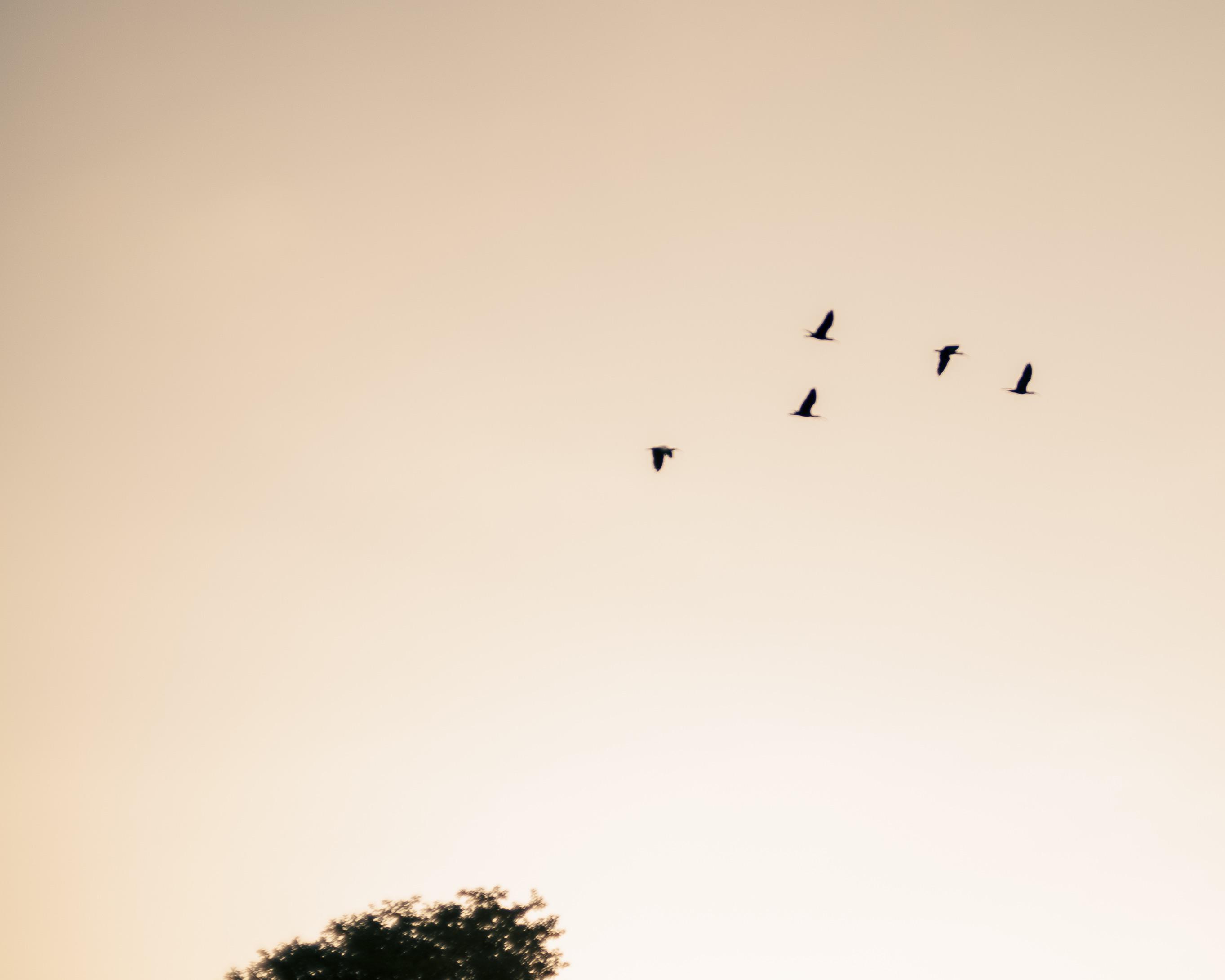 ITAP of some birds flying | Scrolller