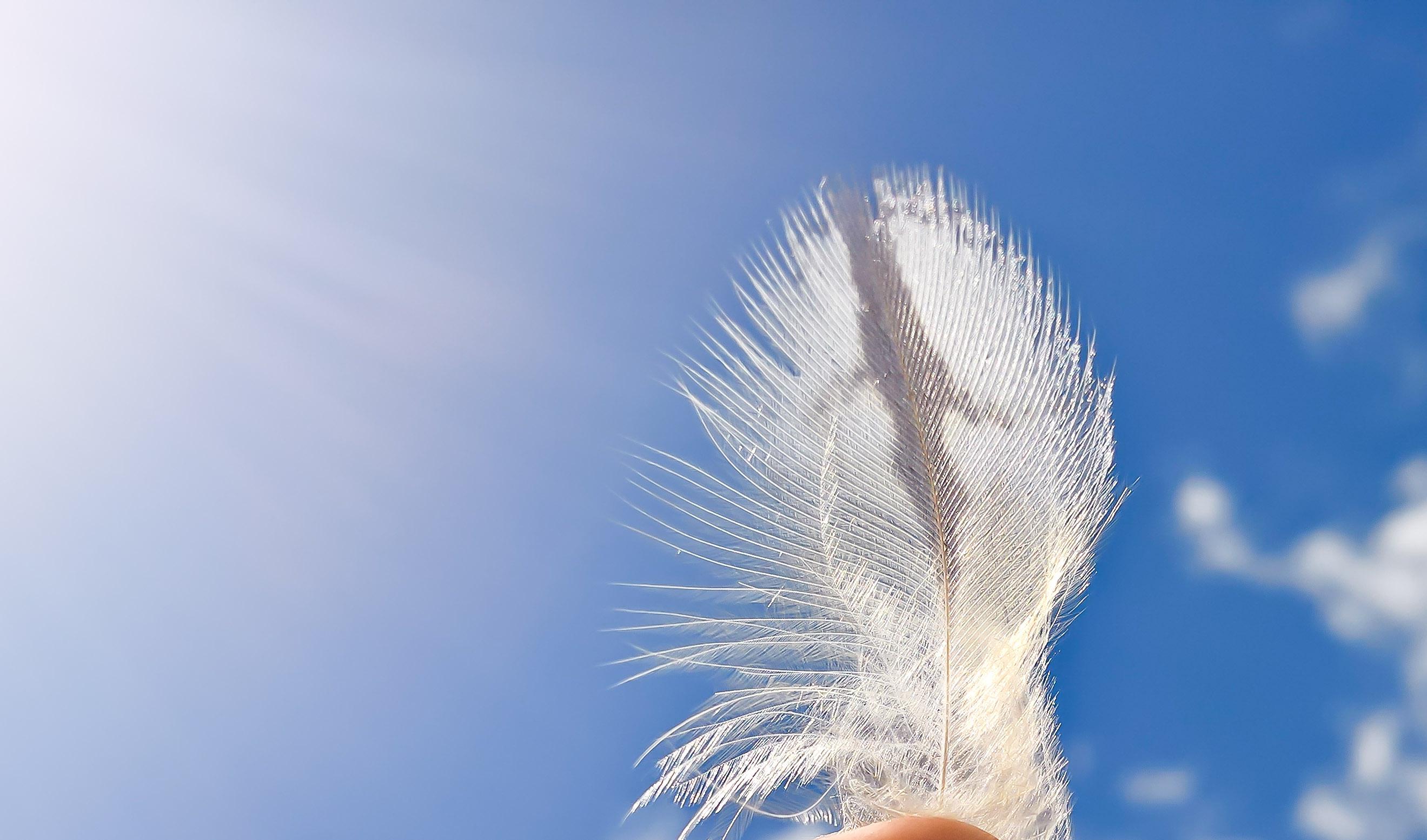 ITAP of the feather in the sun | Scrolller