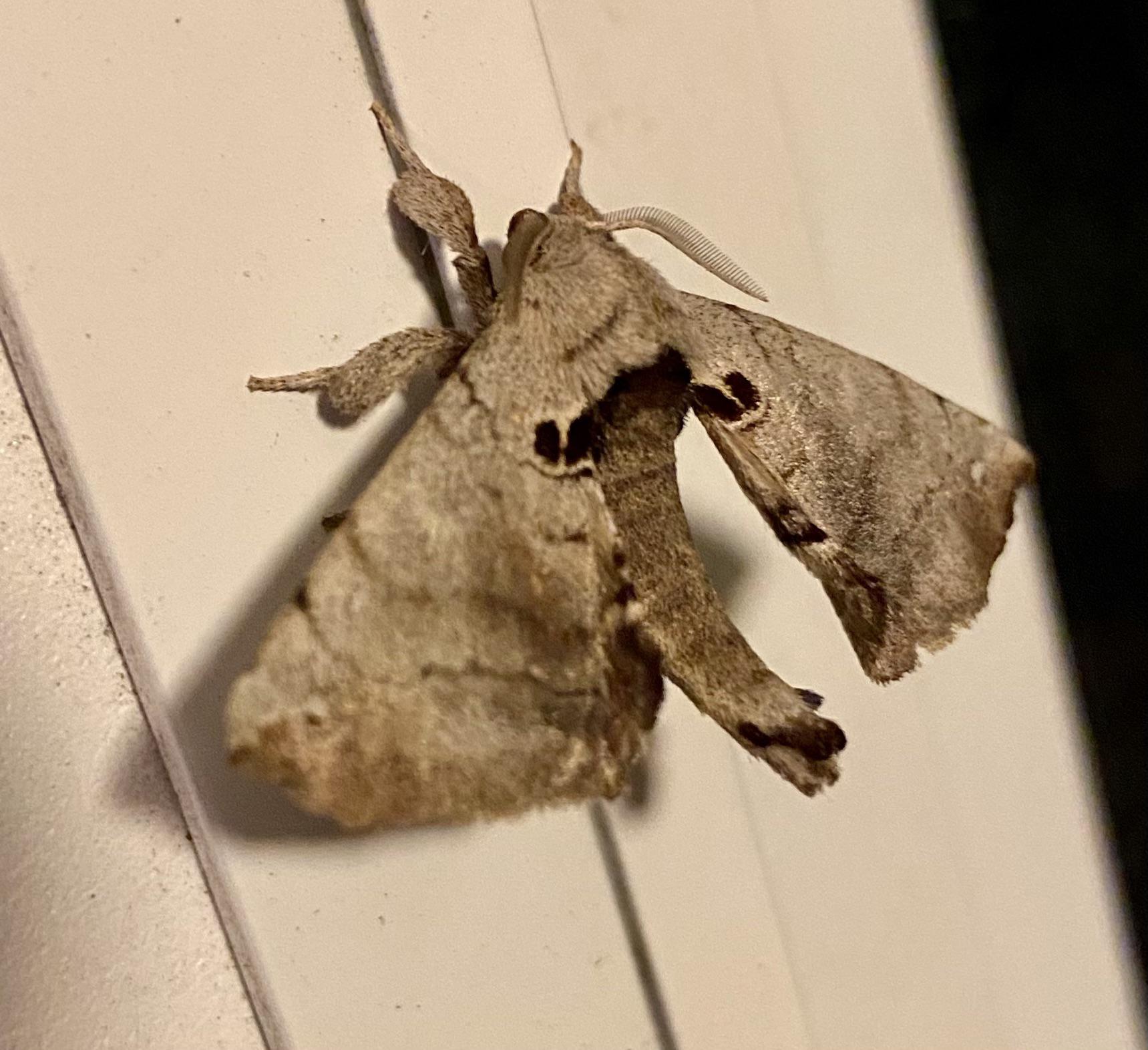 ITAP of this moth | Scrolller