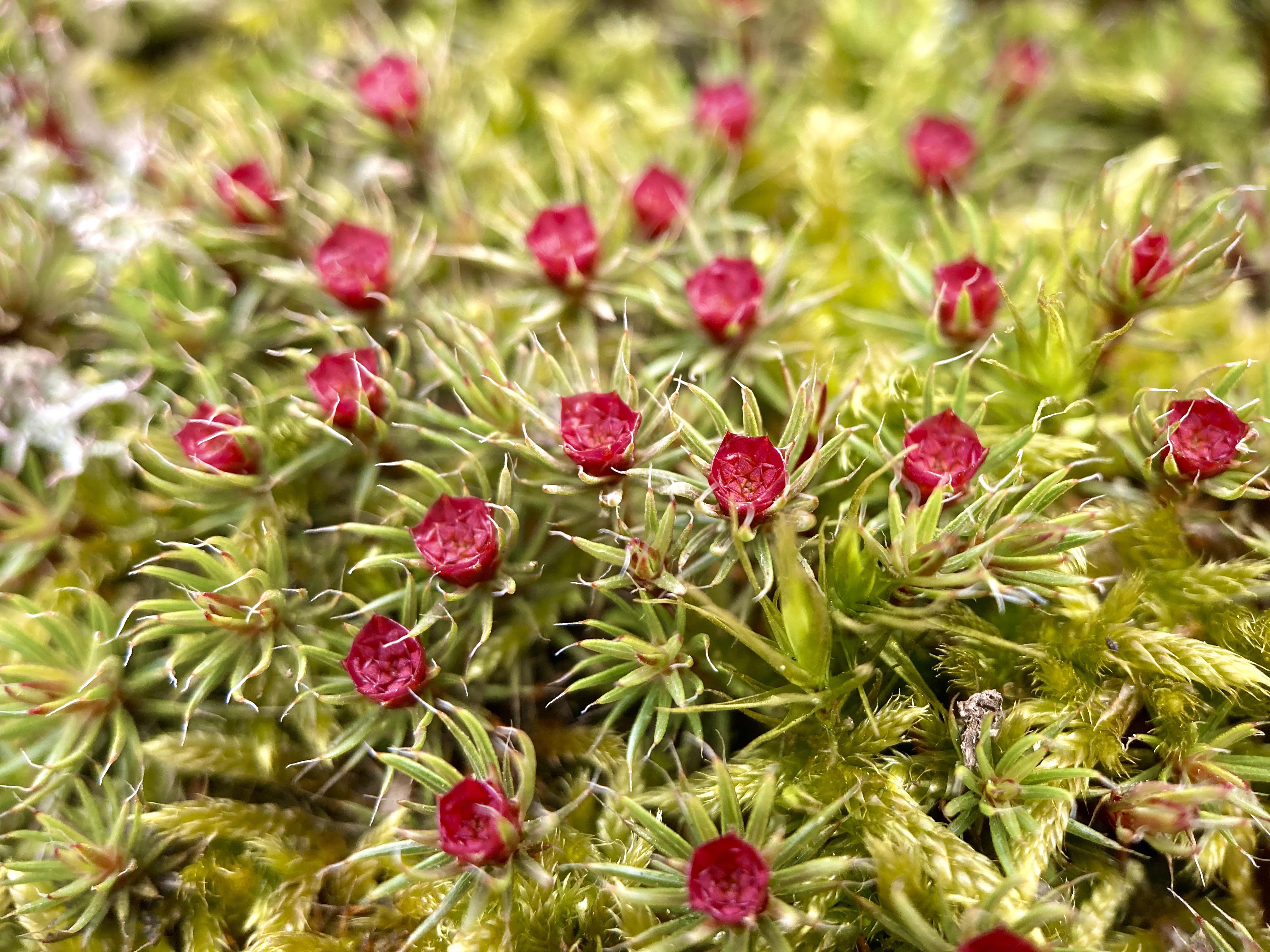 ITAP of tiny moss | Scrolller