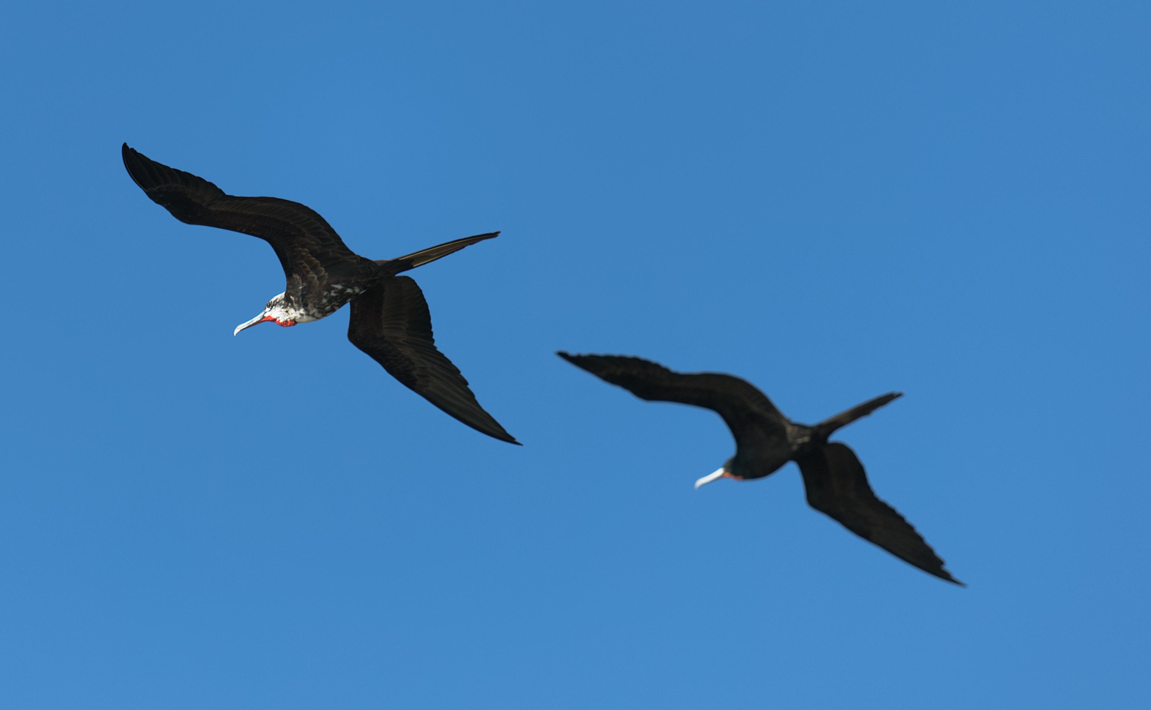 ITAP of two birds flying together | Scrolller