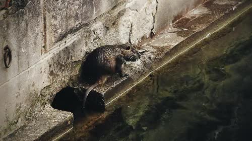 Itchy rat | Scrolller