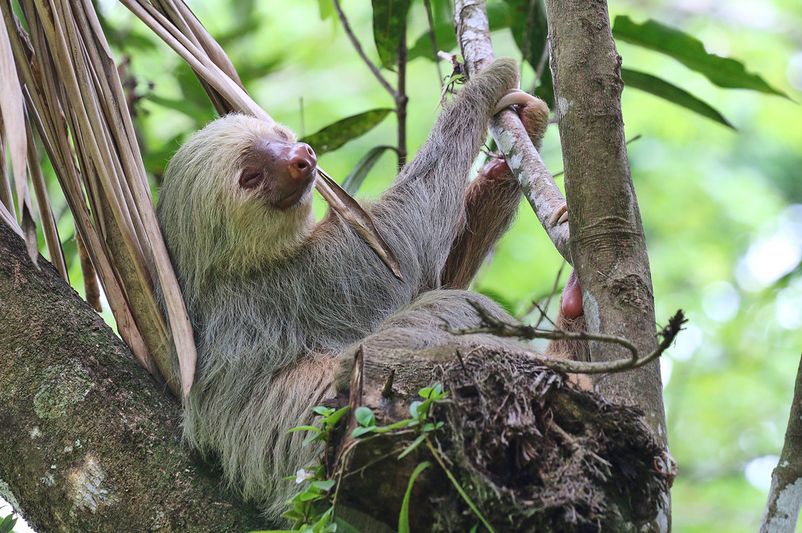 It's a good day to be a sloth | Scrolller