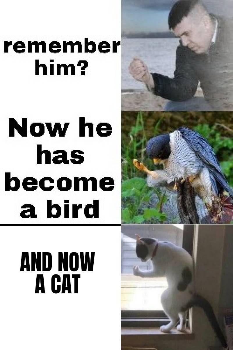 it's evolving | Scrolller