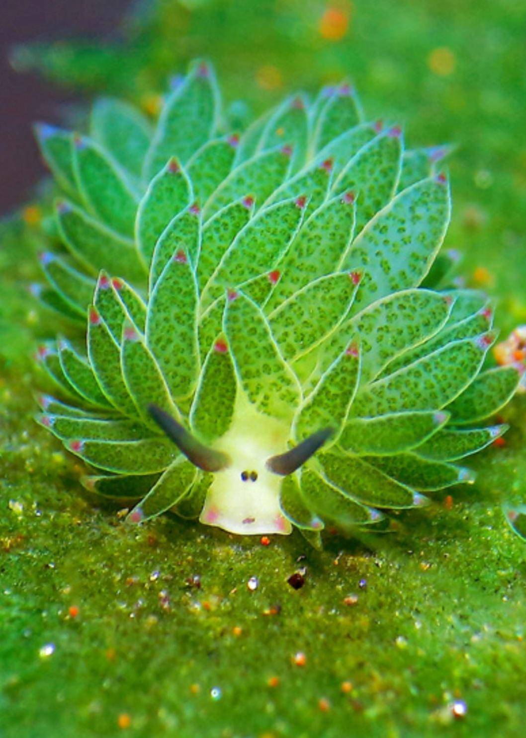 🔥 It's hard to believe the sheep leaf sea slug is a real animal | Scrolller