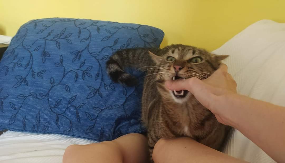 It's his way of expressing affection. | Scrolller