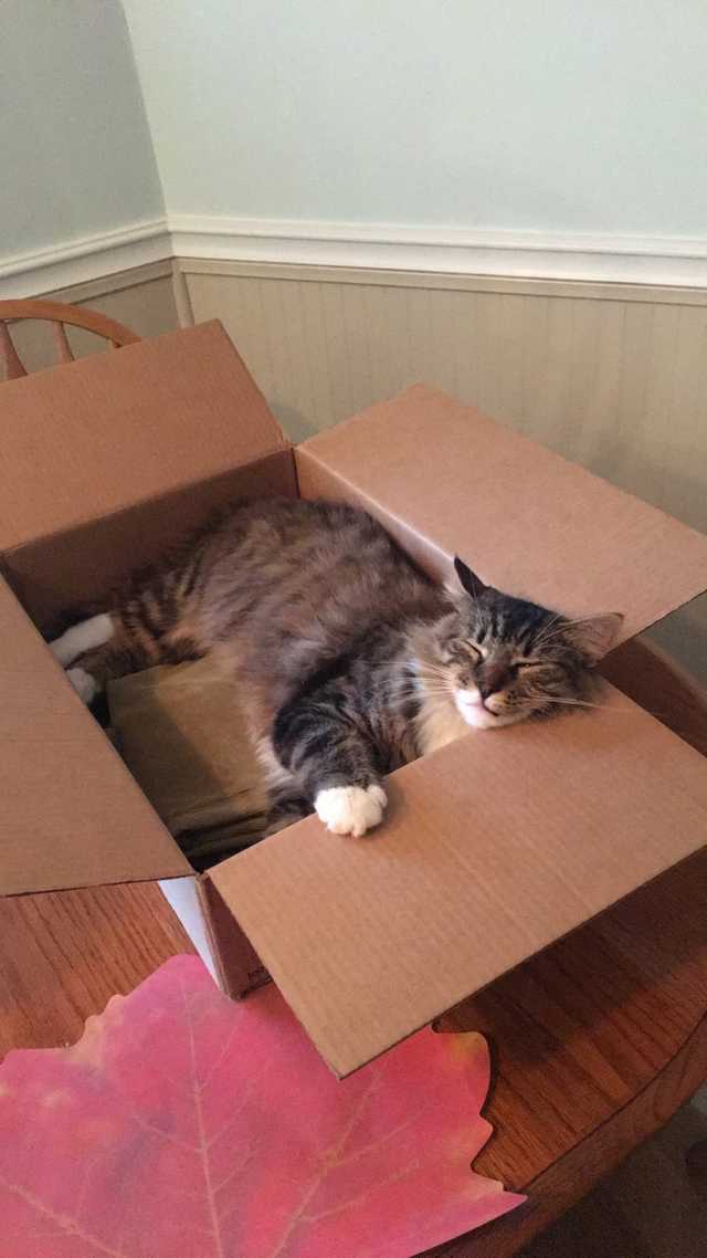 It's my Faye in a box!! | Scrolller