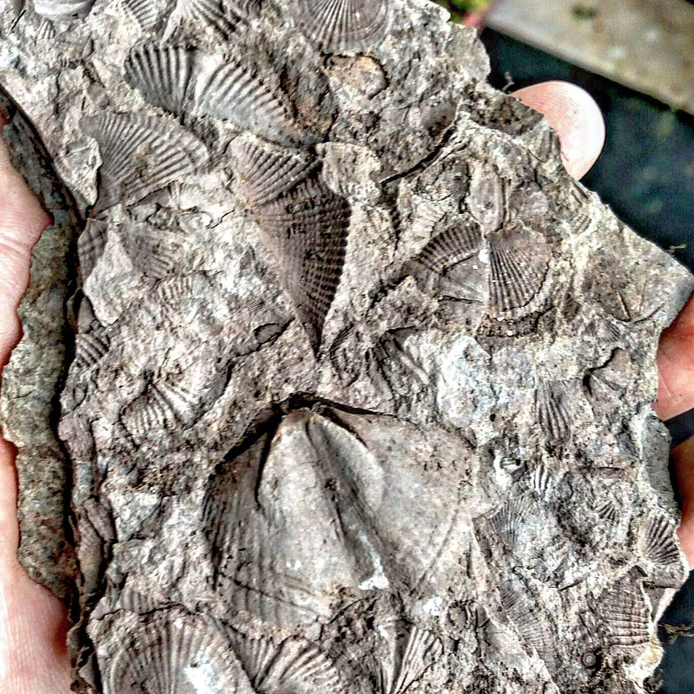 I've never seen such densely packed fossils | Scrolller