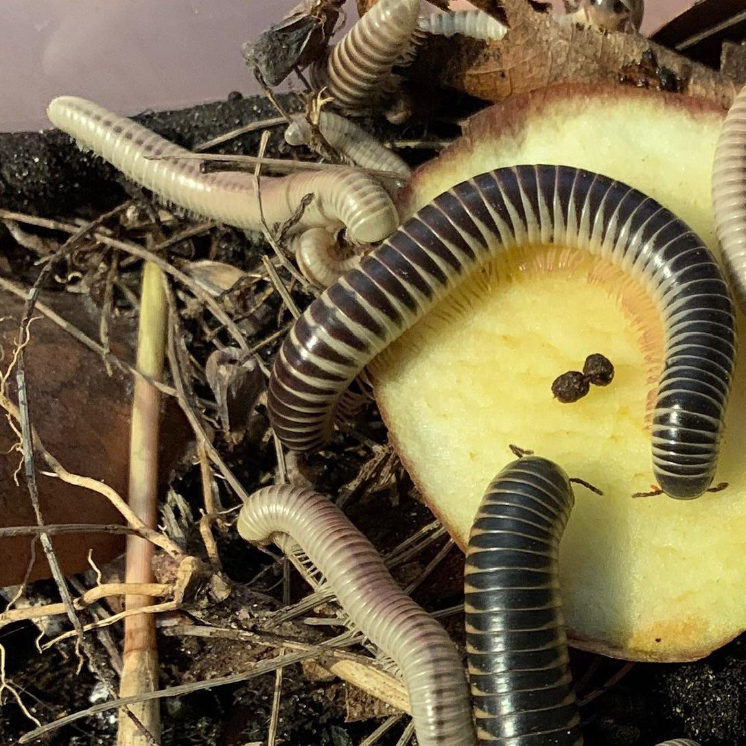 Ivory millipedes in stock | Scrolller