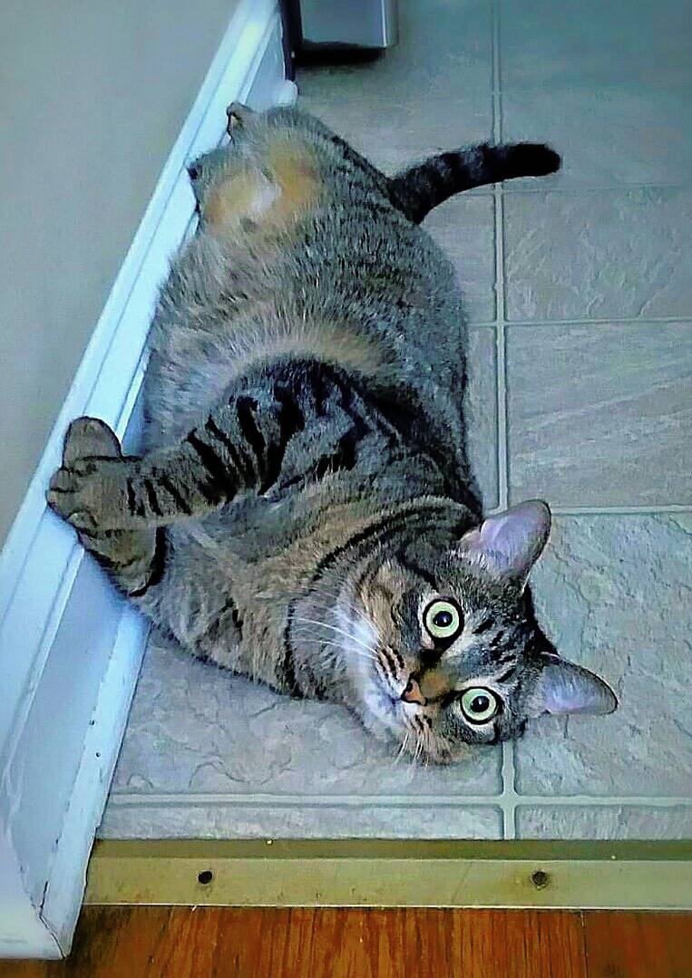 Izzy has no idea what she is doing. | Scrolller