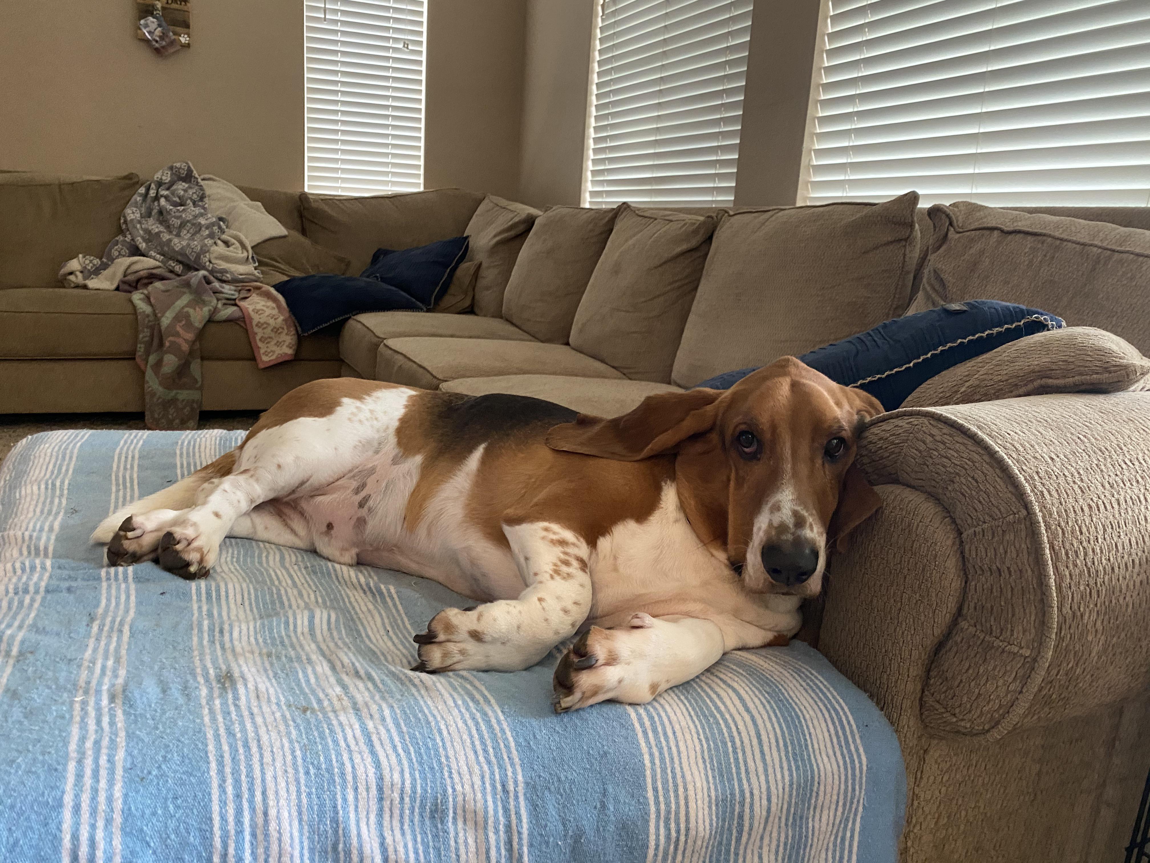 Jabba the hound | Scrolller