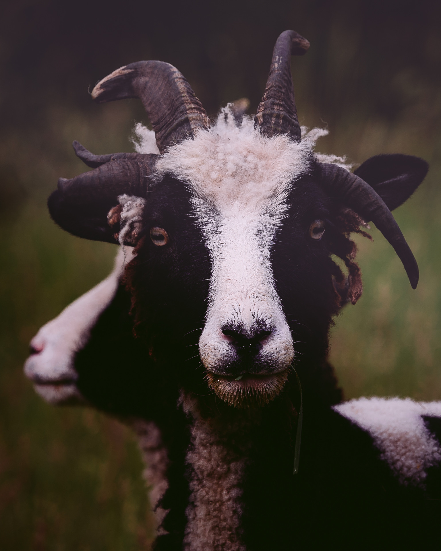 Jacob sheep | Scrolller