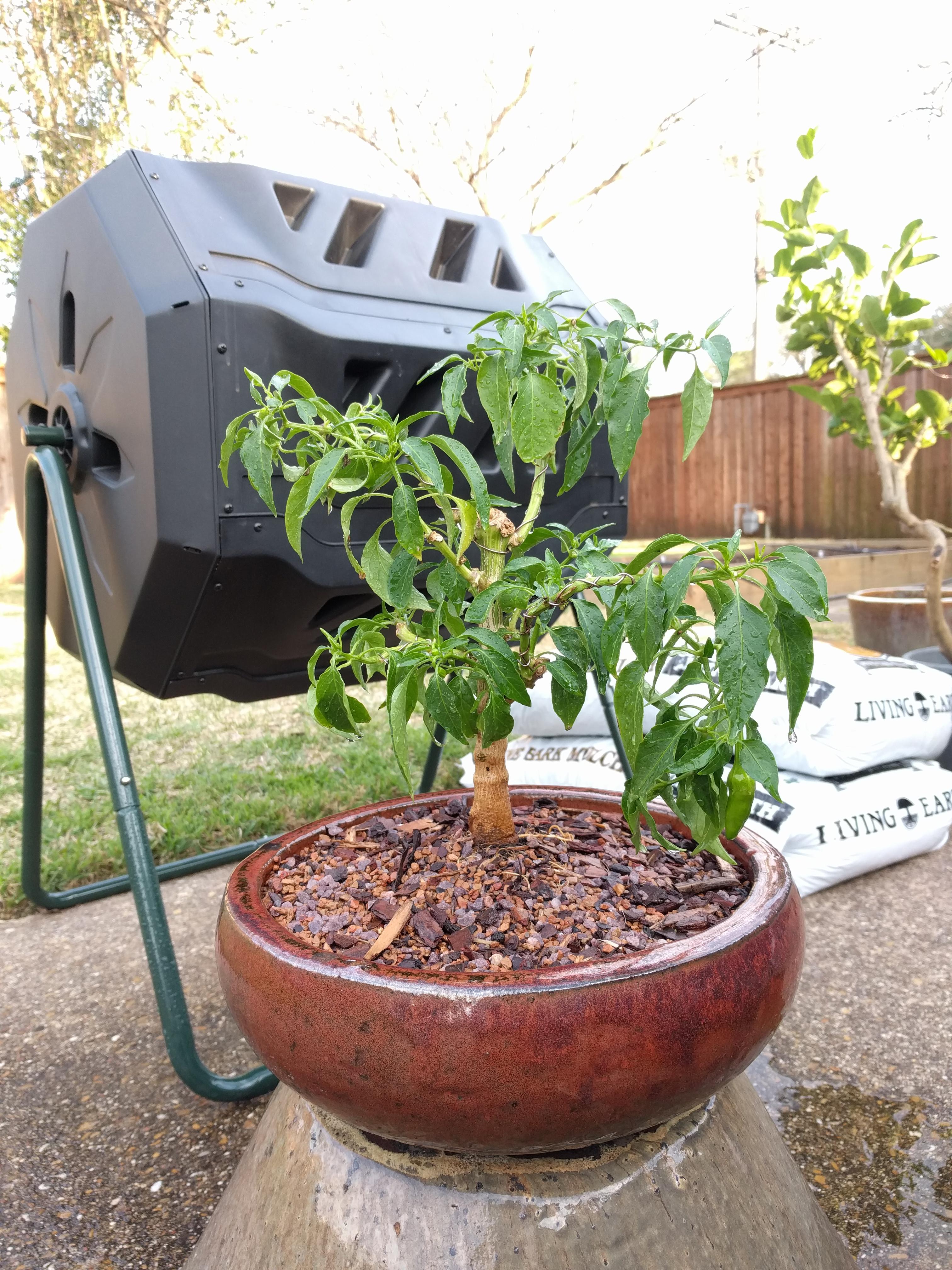 Jalepeno Bonchi | Scrolller