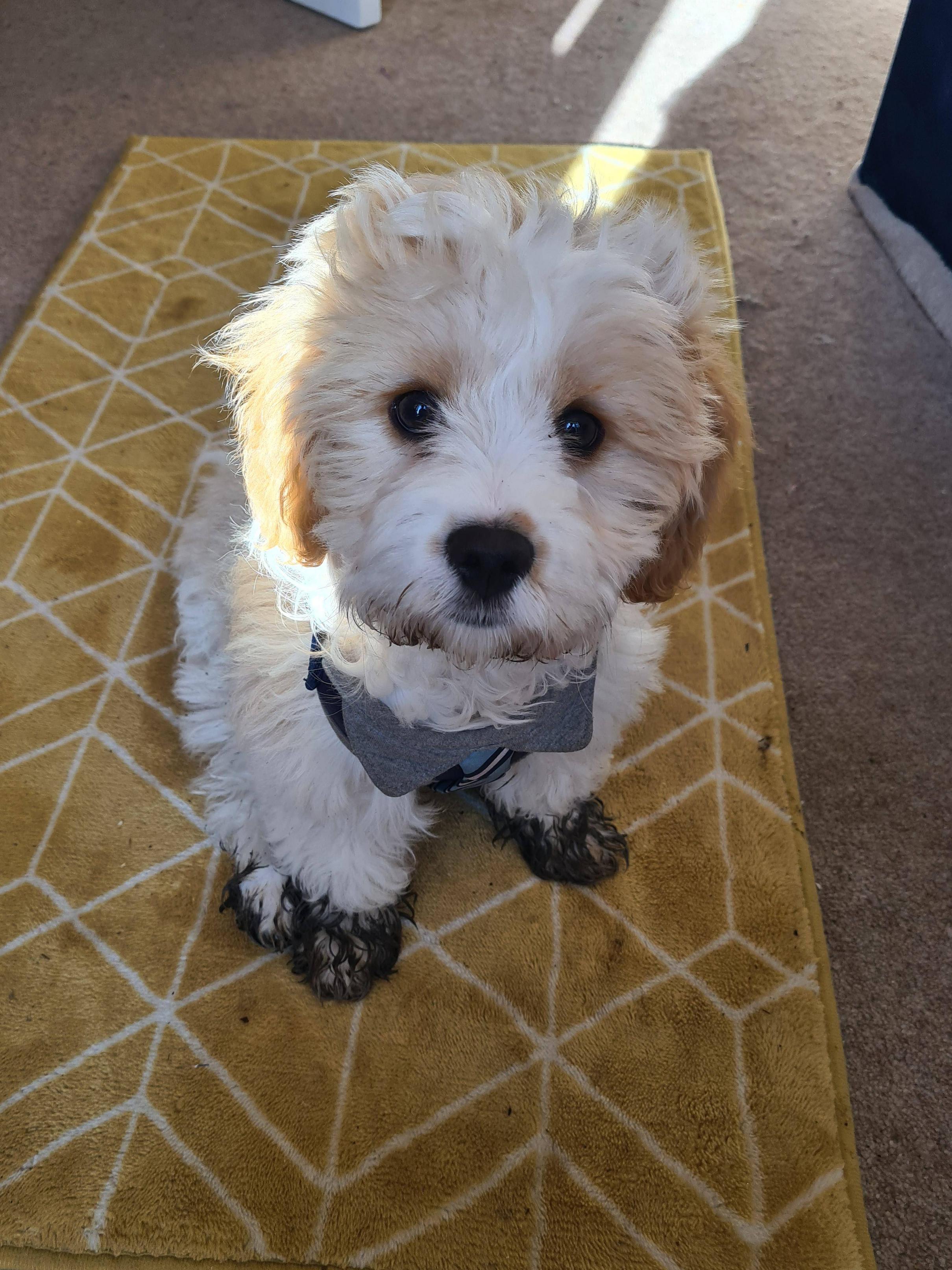 Jasper enjoyed the mud today! | Scrolller