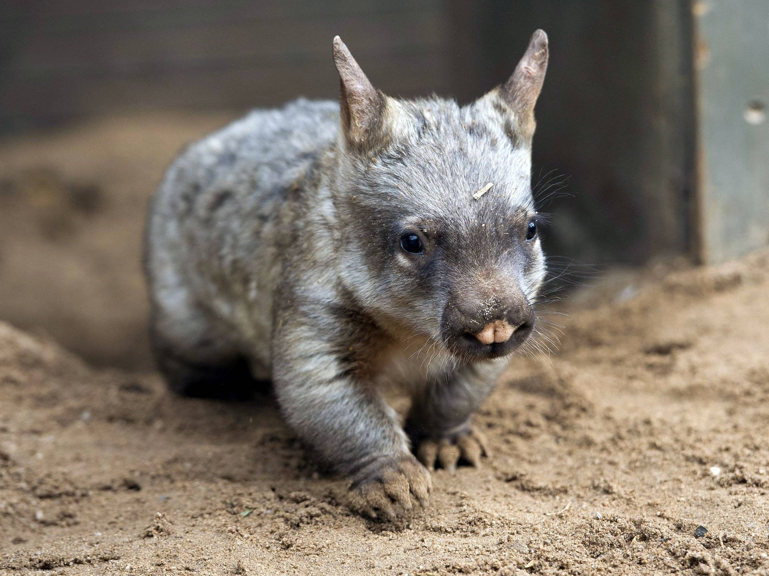 Jedda, the southern hairy-nosed wombat joey, at Melbourne Zoo, Australia. | Scrolller