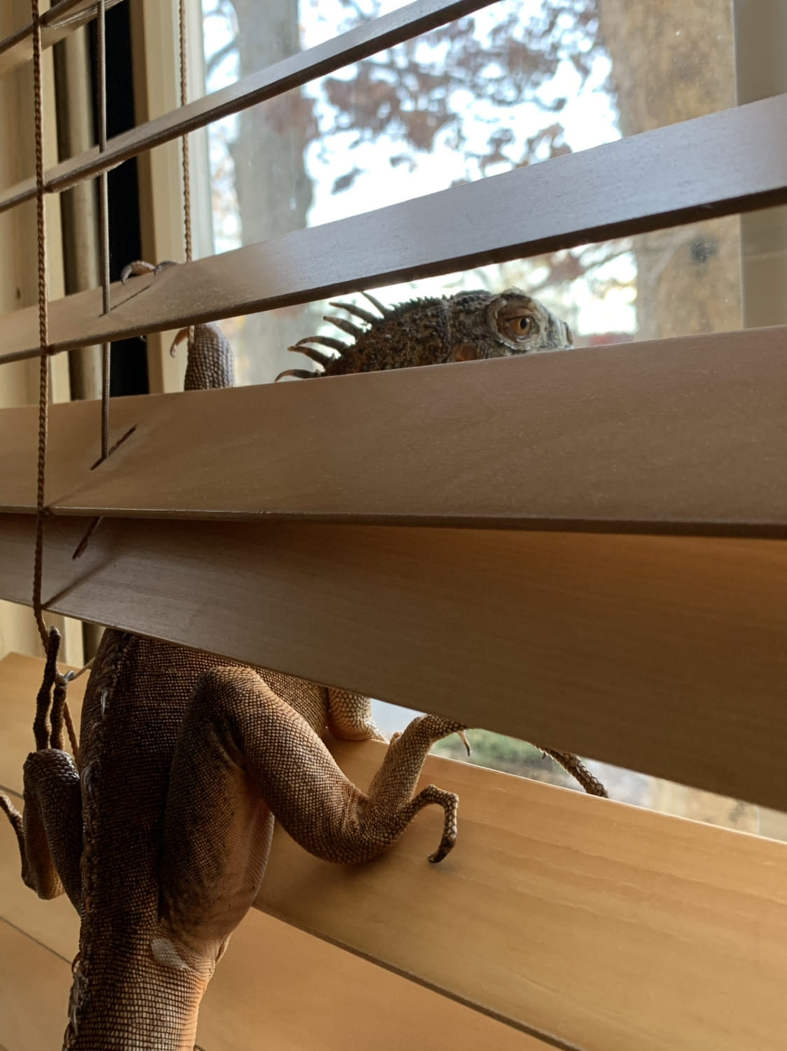 Jeffrey likes to watch the neighbors | Scrolller