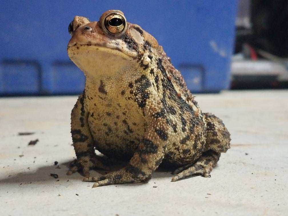 Jerry looking like a king after a meal | Scrolller