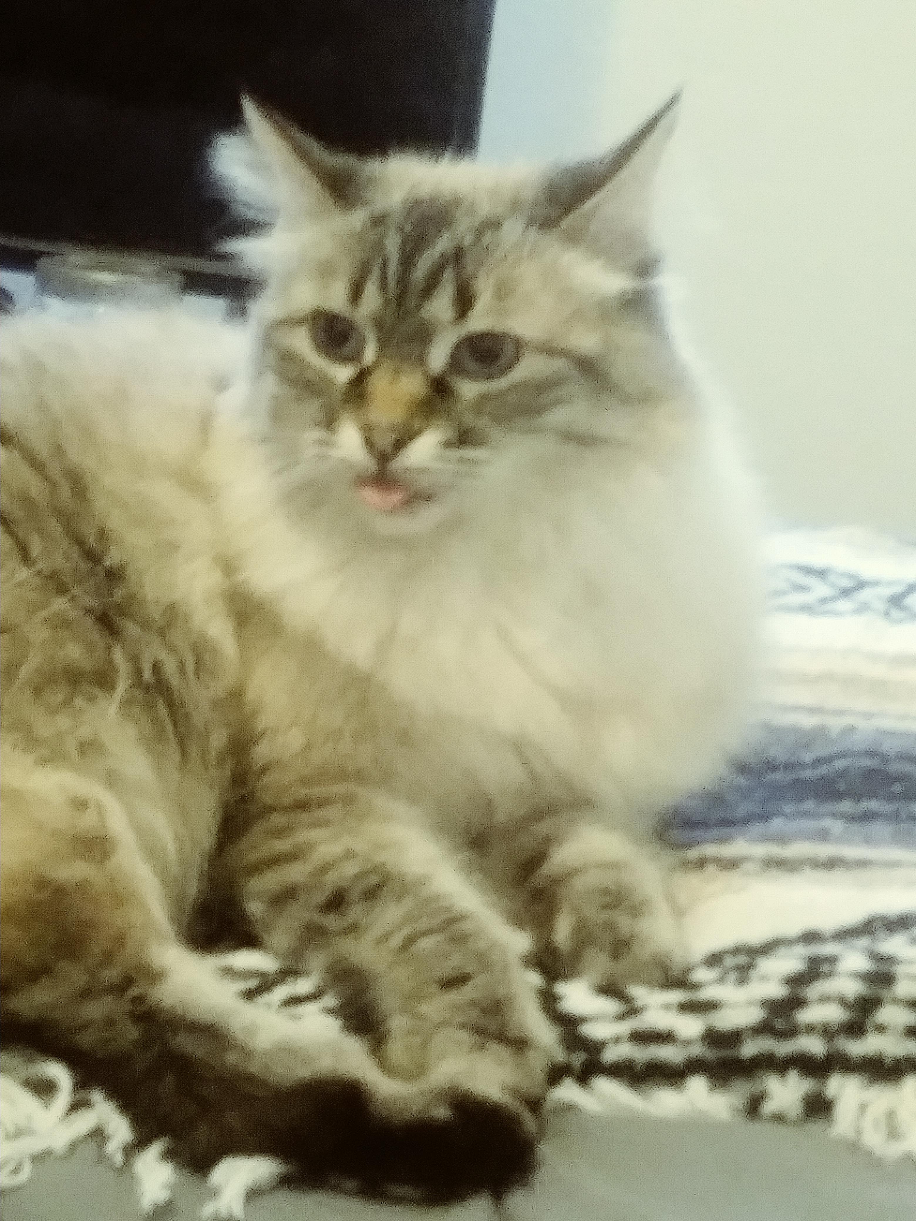 Joy is a little derpy today | Scrolller