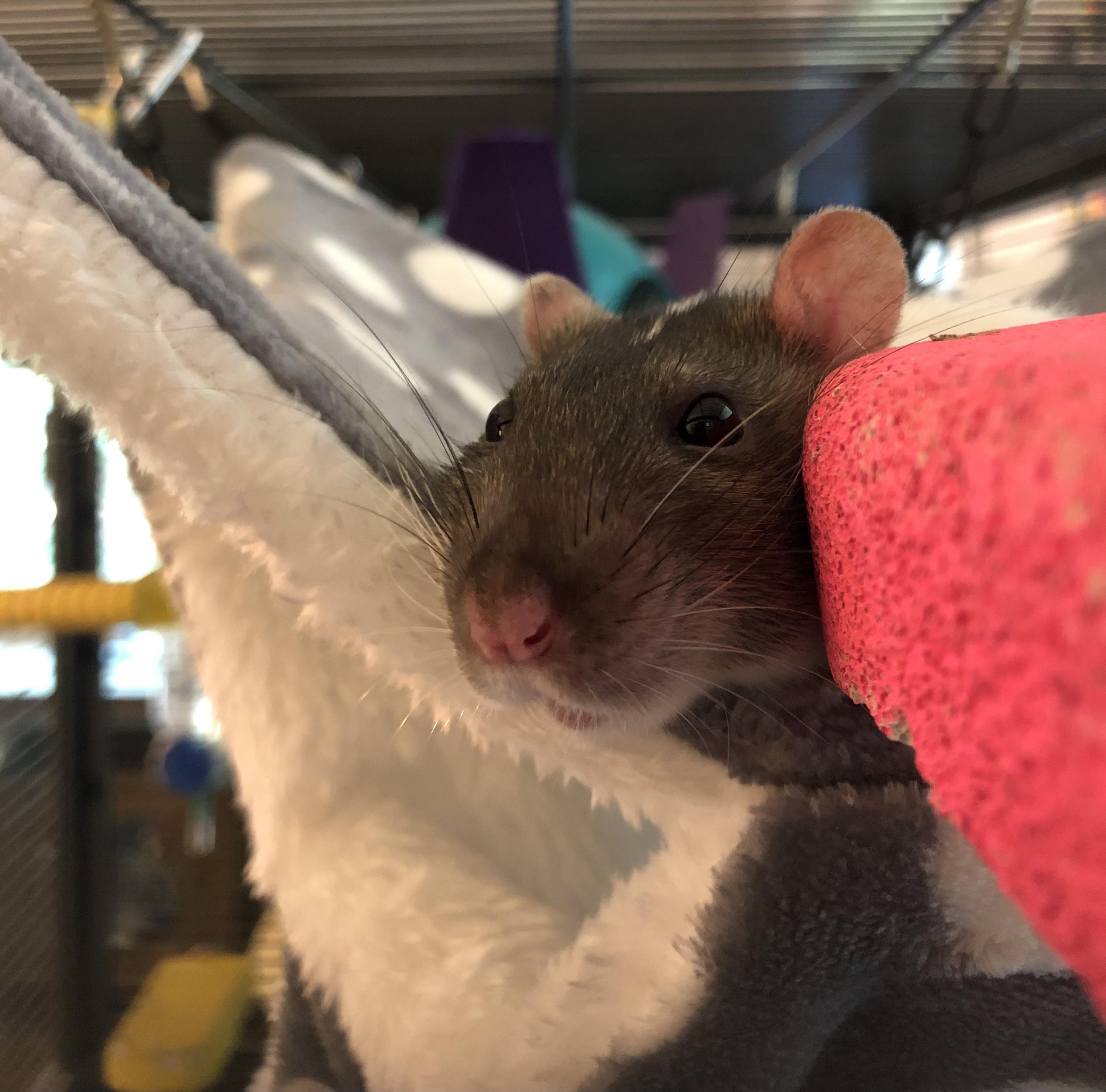 July chilling in her new favorite hammock! | Scrolller