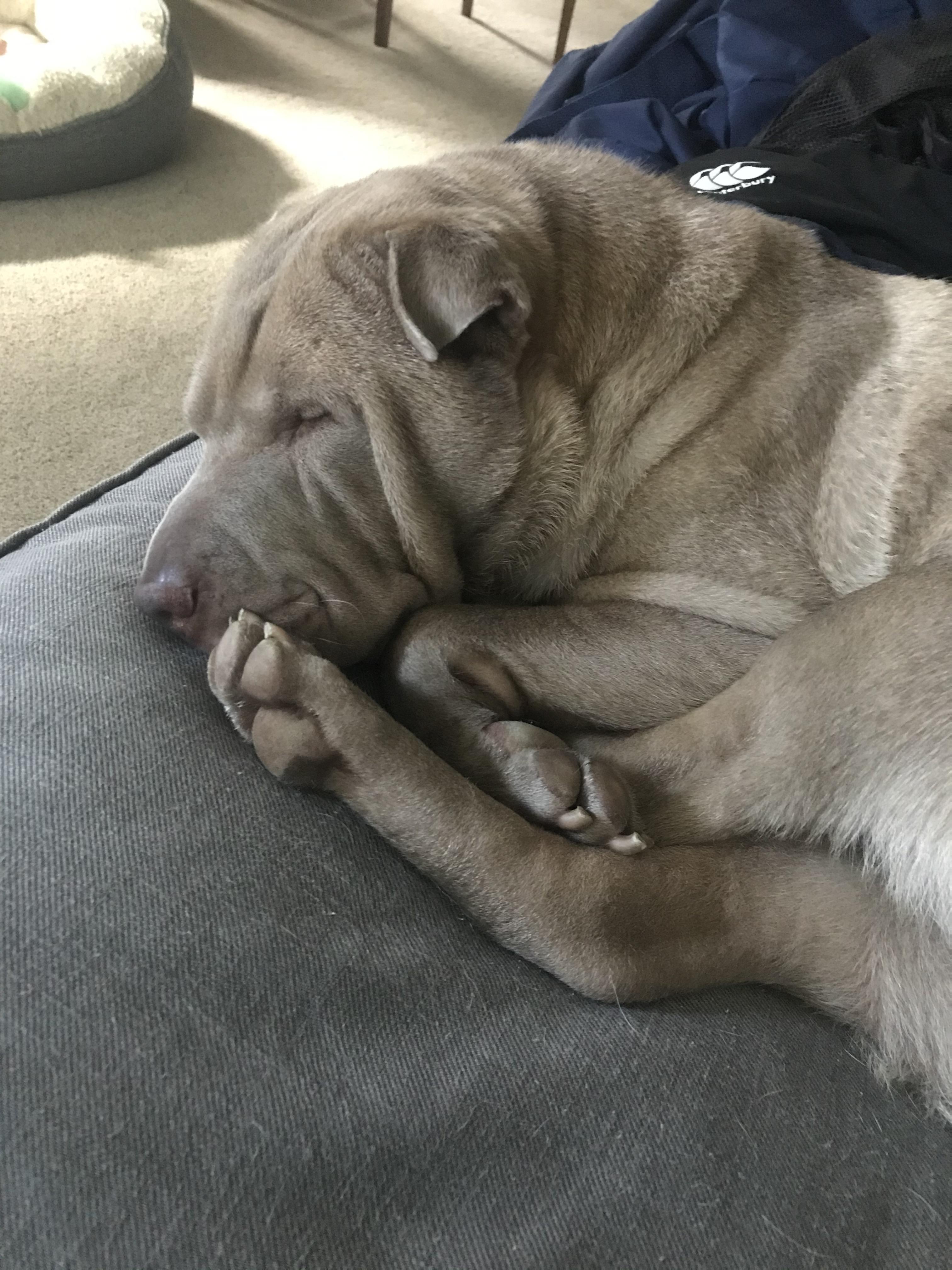 June the rescue Shar-Pei does a nap | Scrolller