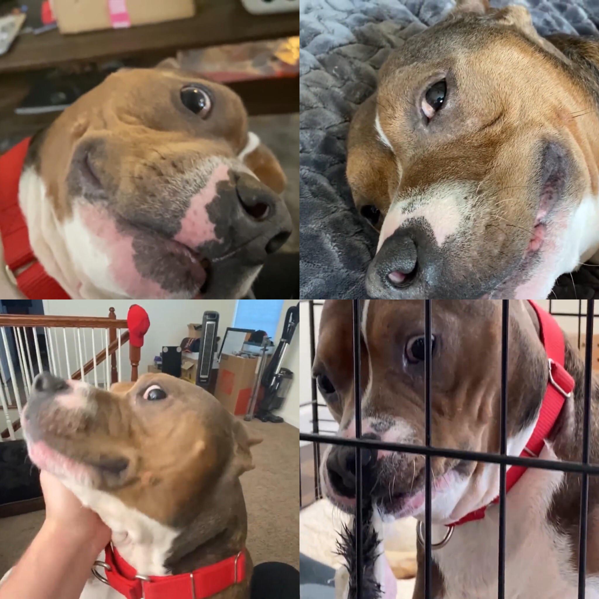 Jurggles Doge | Scrolller