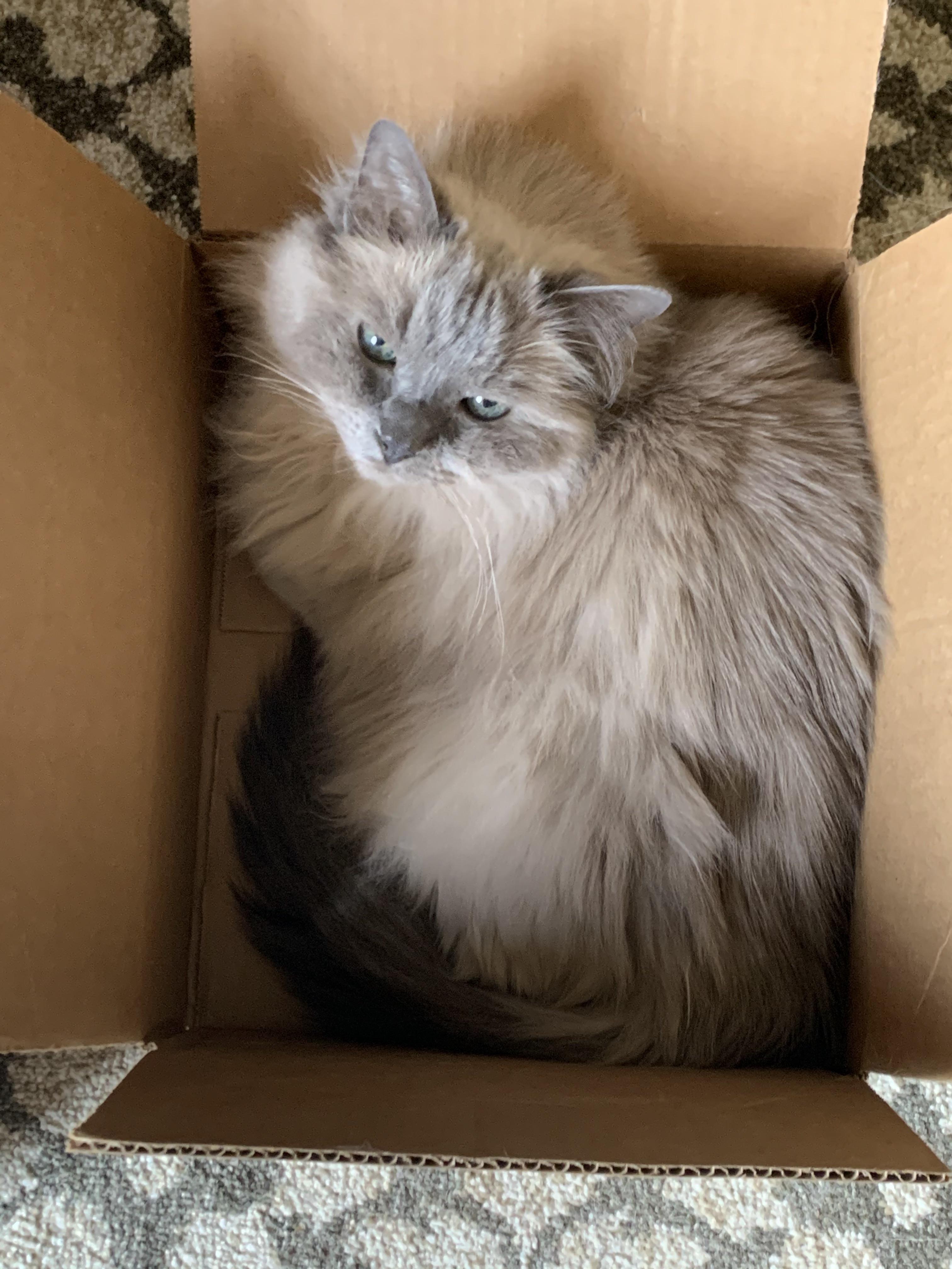 Just a cat and her box | Scrolller
