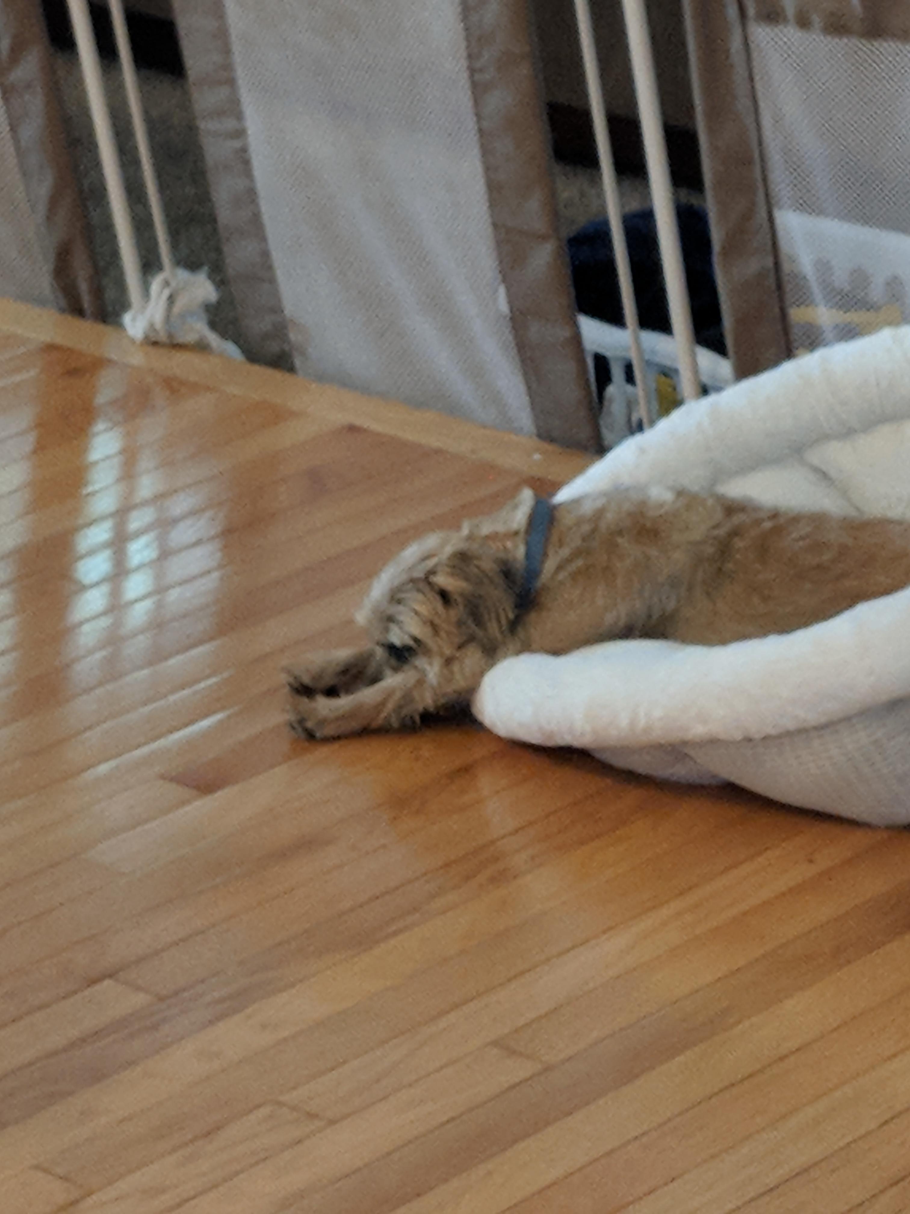 Just a pic of my border napping | Scrolller