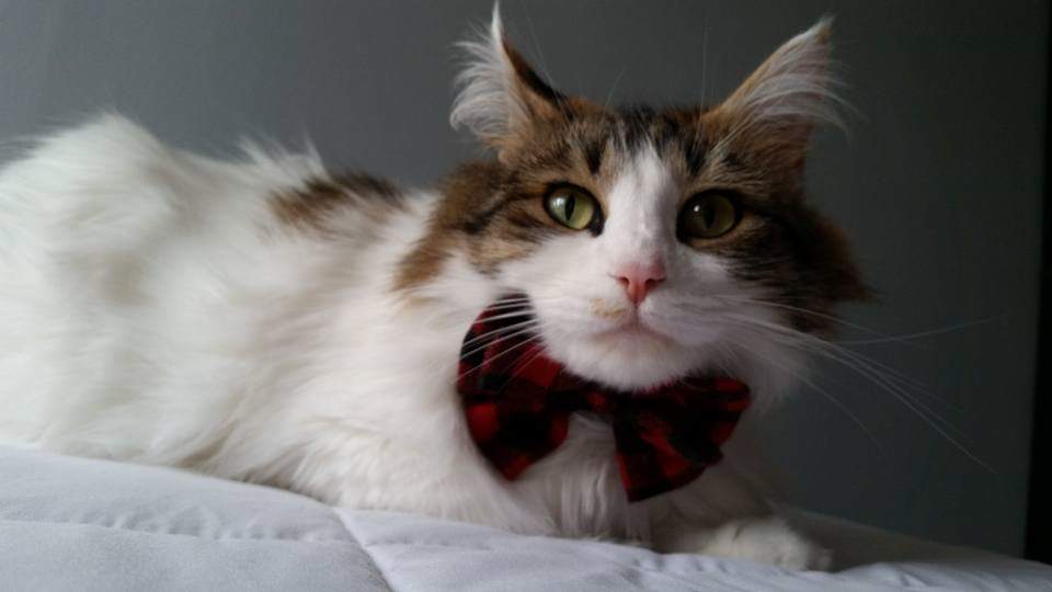 Just a simple bow tie. | Scrolller