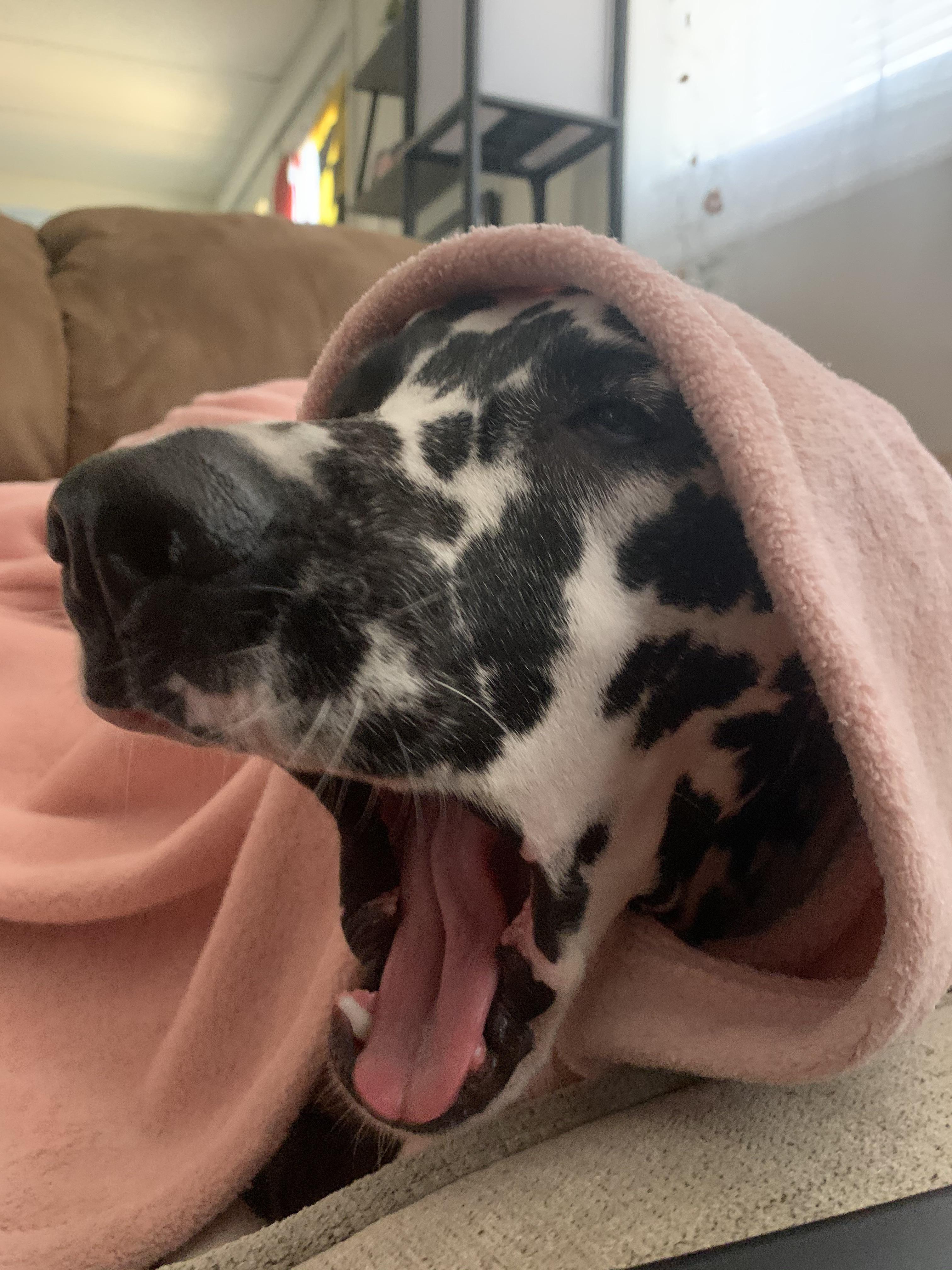 Just a sleepy pup being sleepy | Scrolller