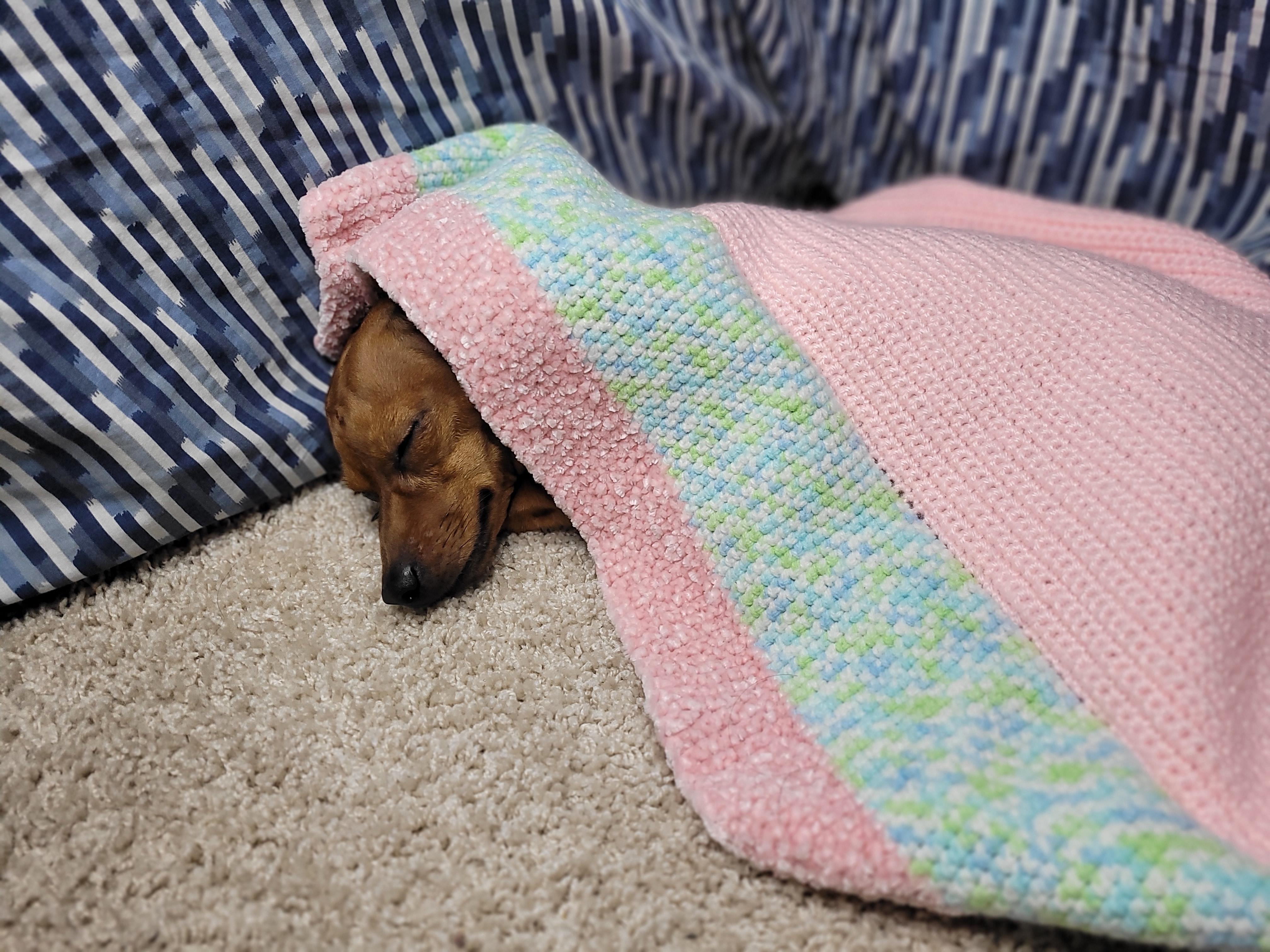 Just a sleepy pupper 🥰💝 | Scrolller