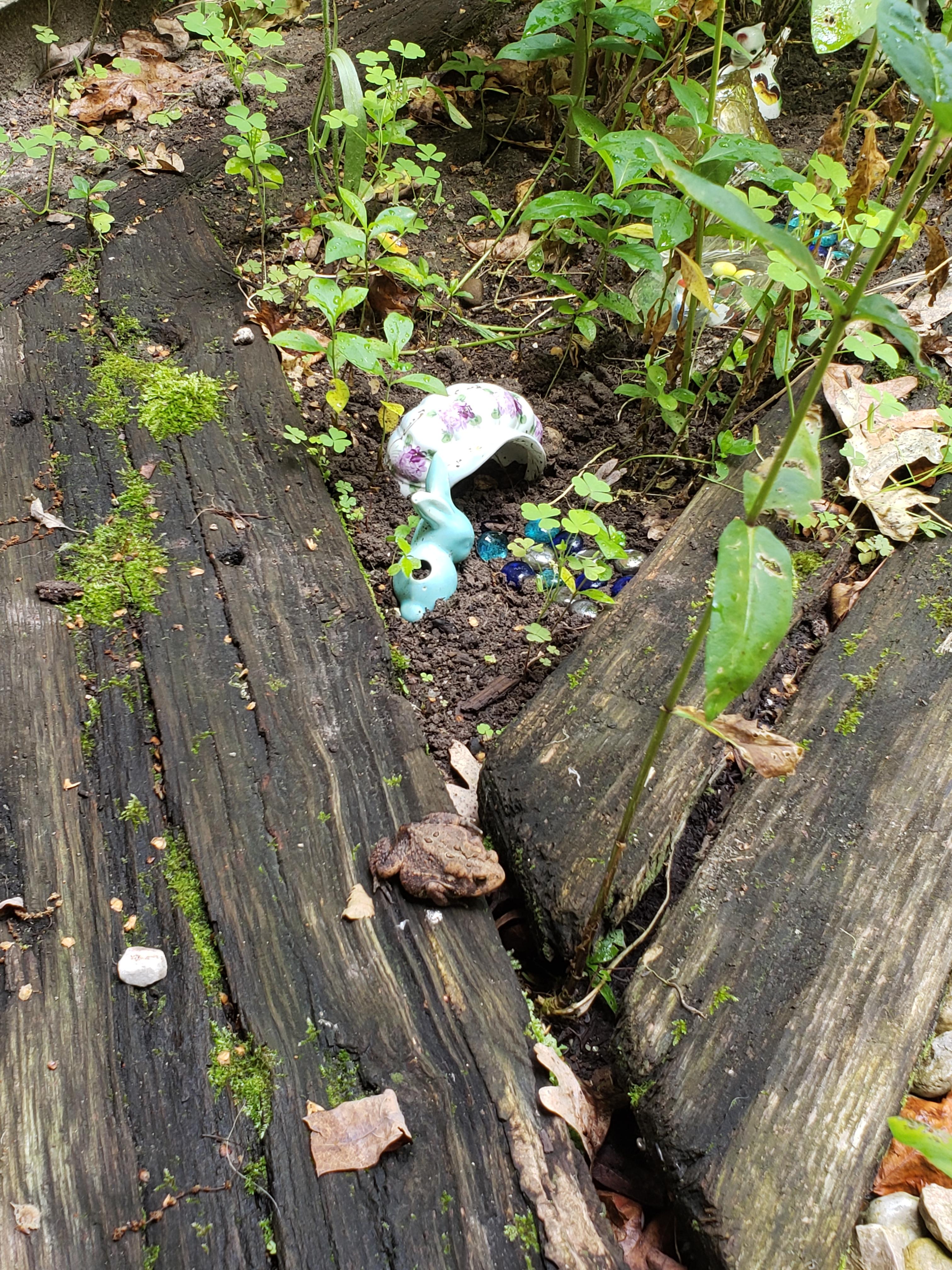 Just a toad and his home | Scrolller