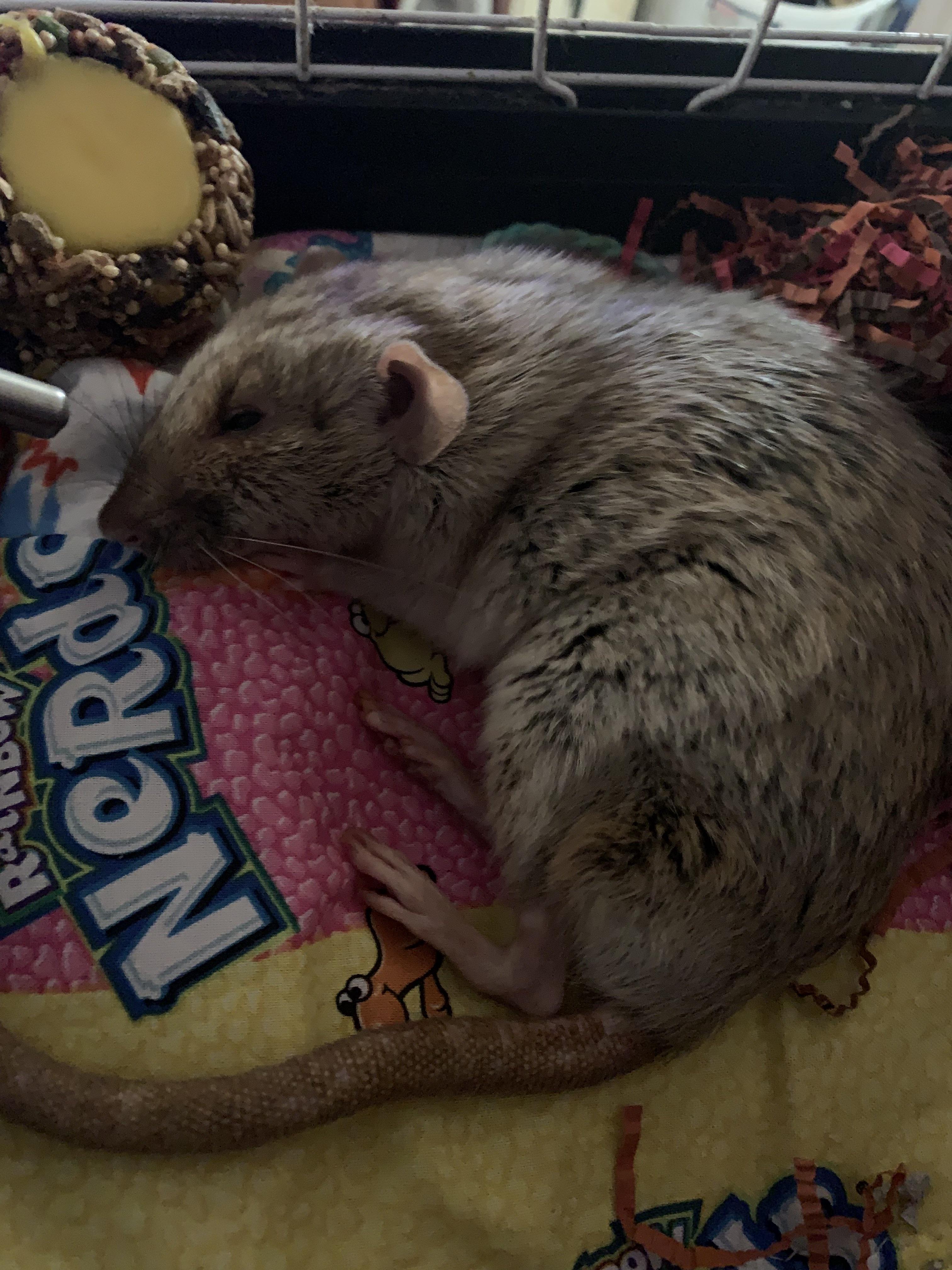 Just a very peaceful old man, having a nap. | Scrolller