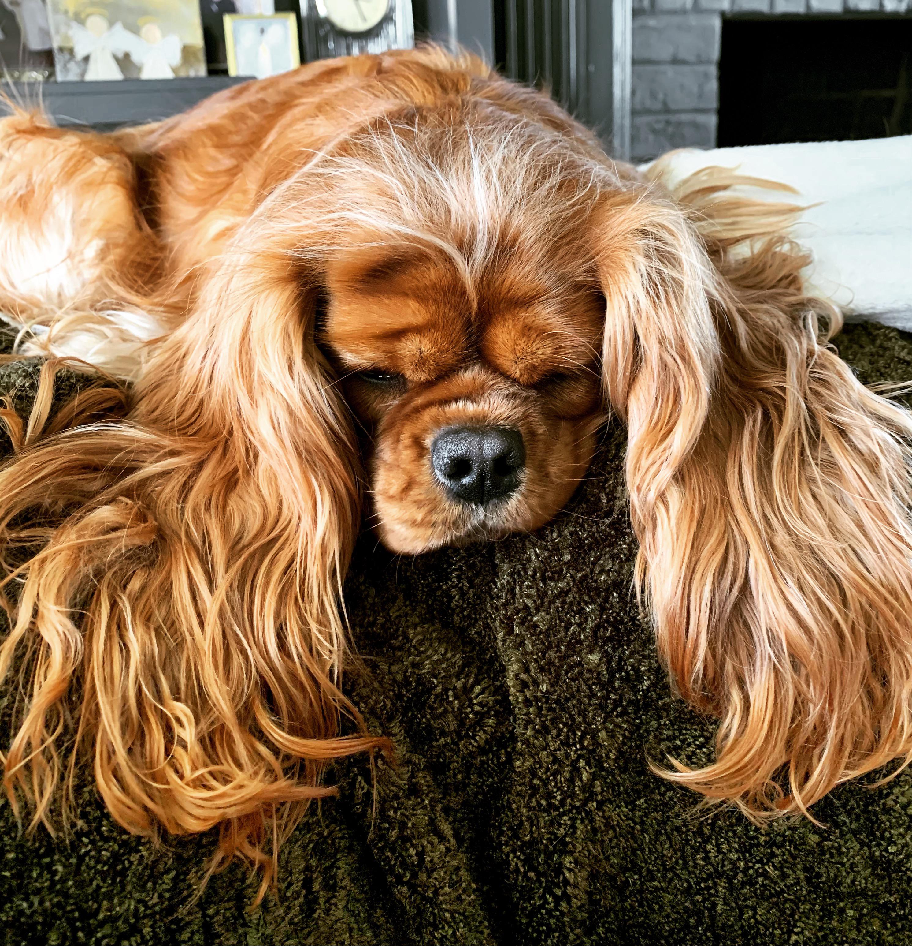 Just a wee nap | Scrolller